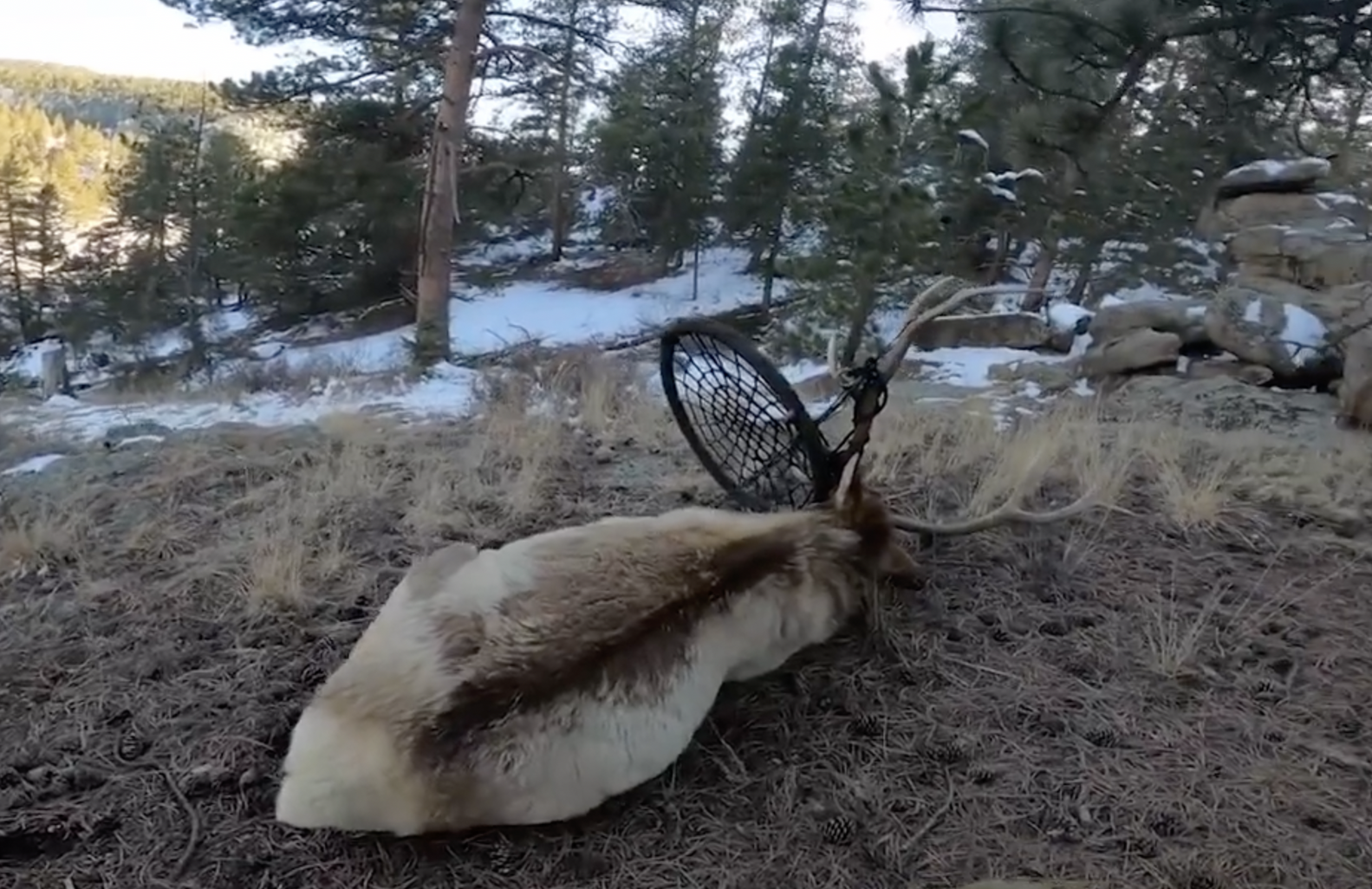 Elk Tangled In Rope Swing Almost Gives Up Hope That He’ll Ever Be Free ...