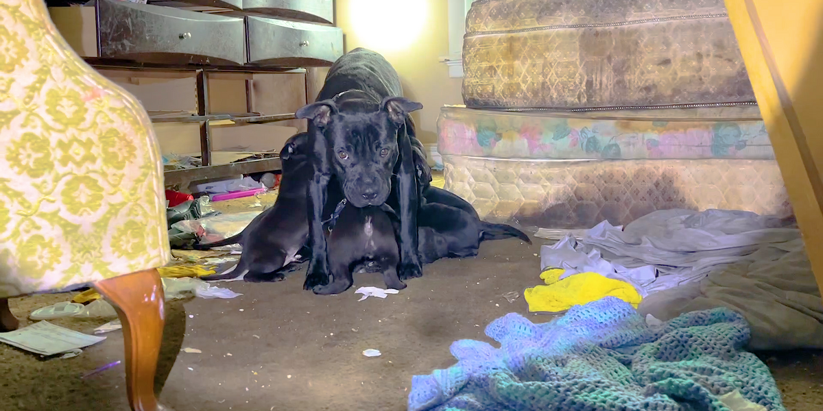 Mama Dog Wouldn’t Let Anyone Near Her Babies Until… - Videos - The Dodo