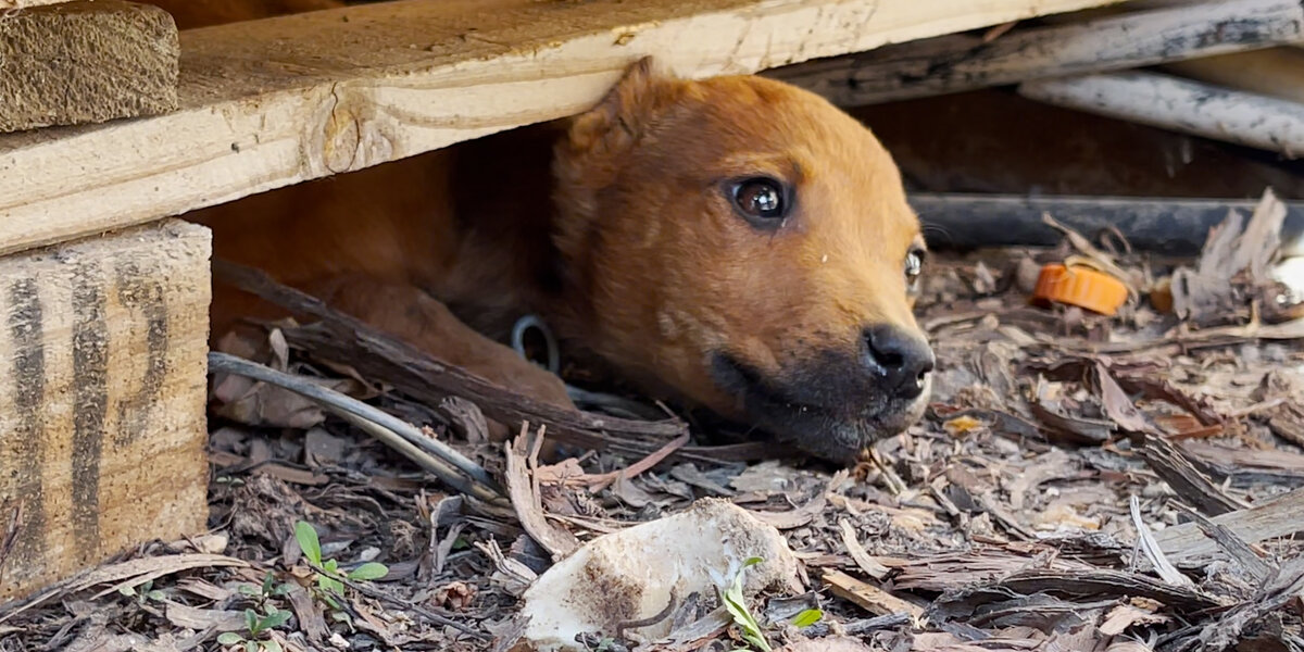 Stray Puppy Leads Rescuers To Her Secret Hideout - Videos - The Dodo