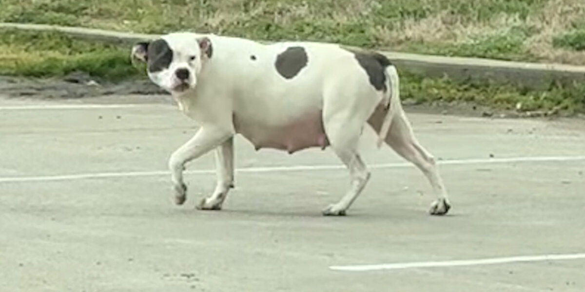 Stray Mama Dog Relaxes When Her Puppies Are Finally Safe - Videos - The ...