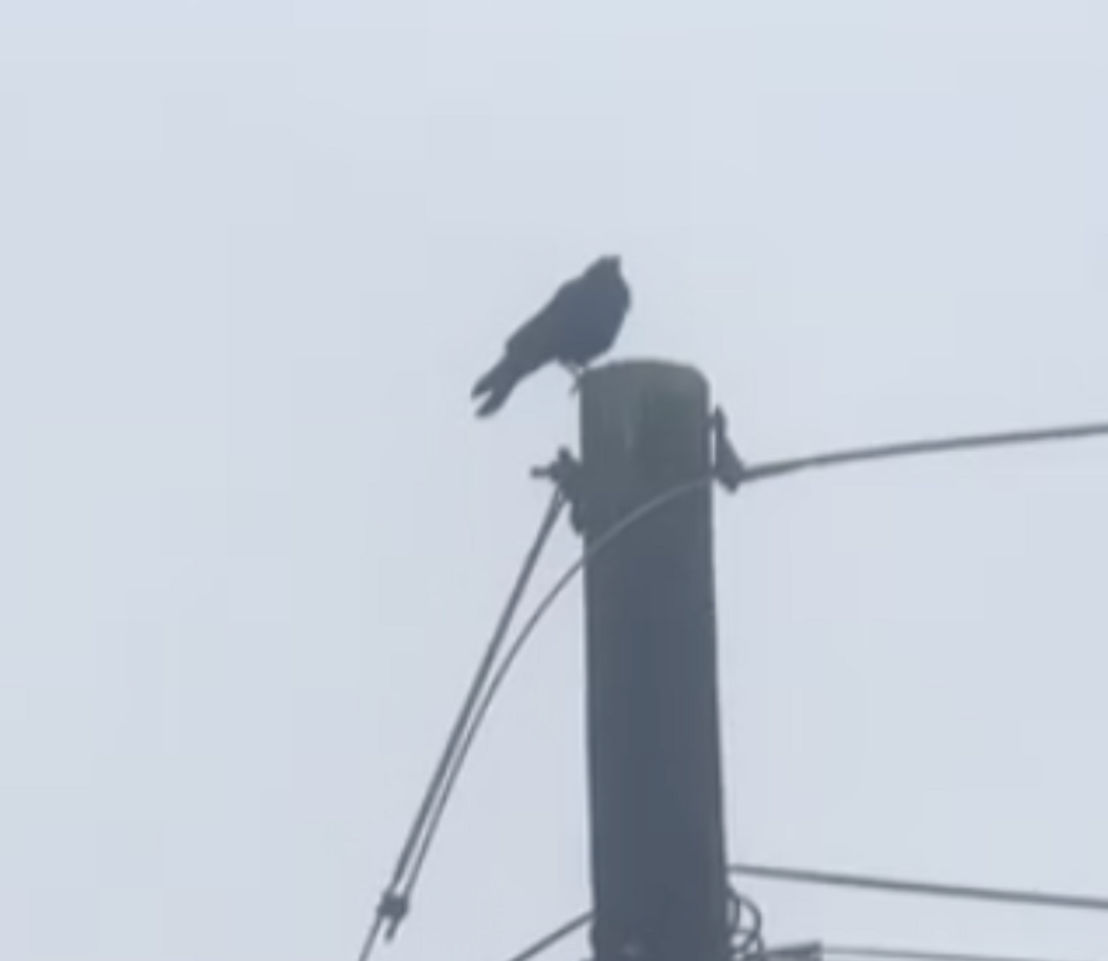 Woman Notices Crows 'Stalking' Her — Then Realizes They Have A Message ...