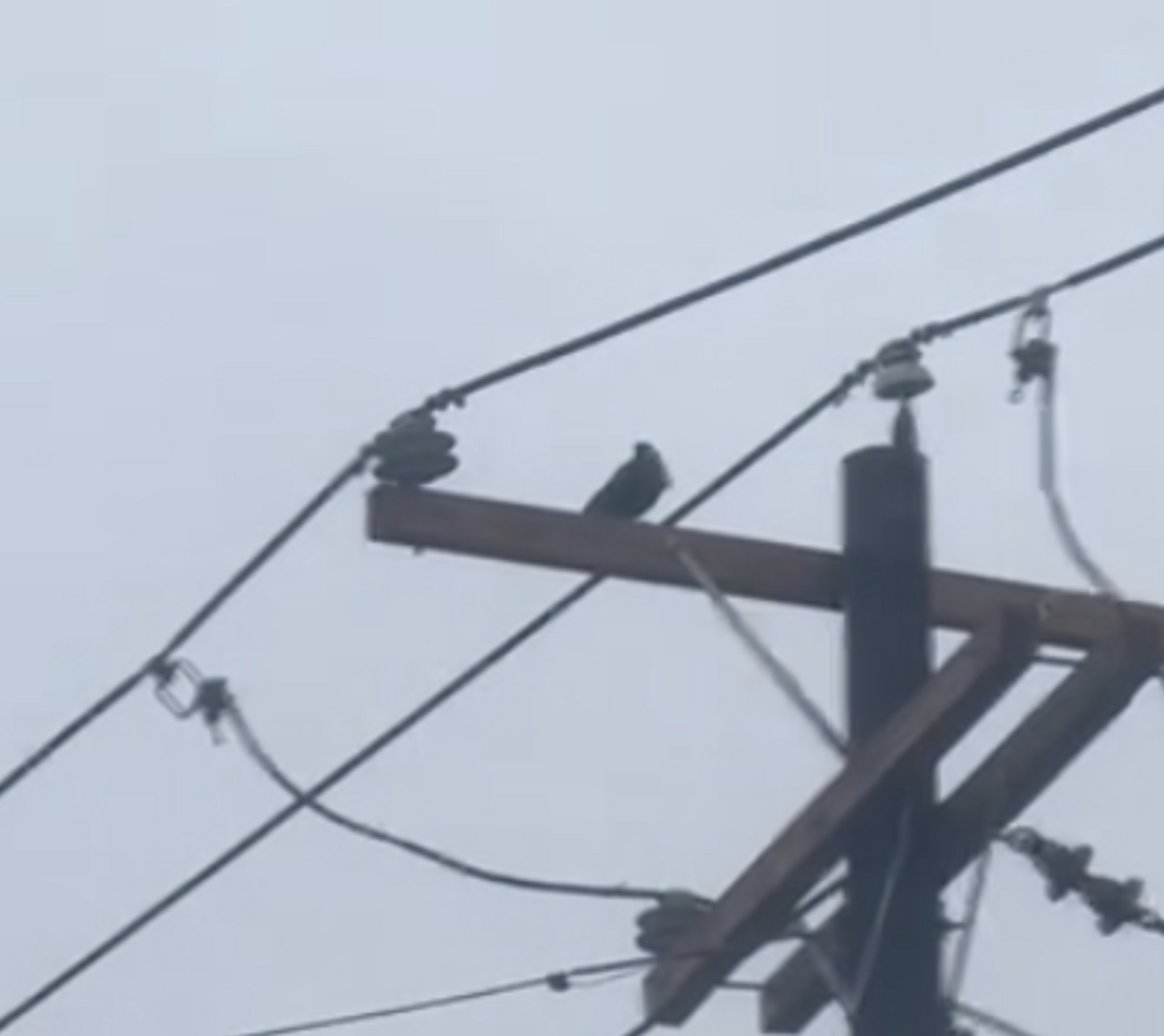 Woman Notices Crows 'Stalking' Her — Then Realizes They Have A Message ...