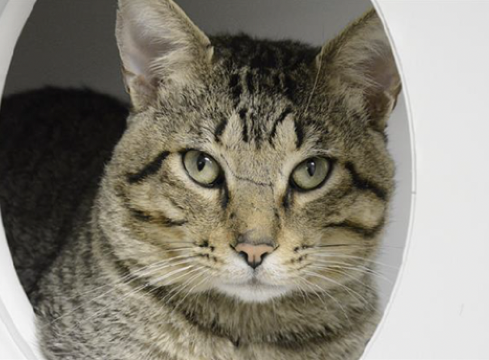 Talkative Shelter Cat Says 'Hello' To Everyone Who Passes By His Kennel ...