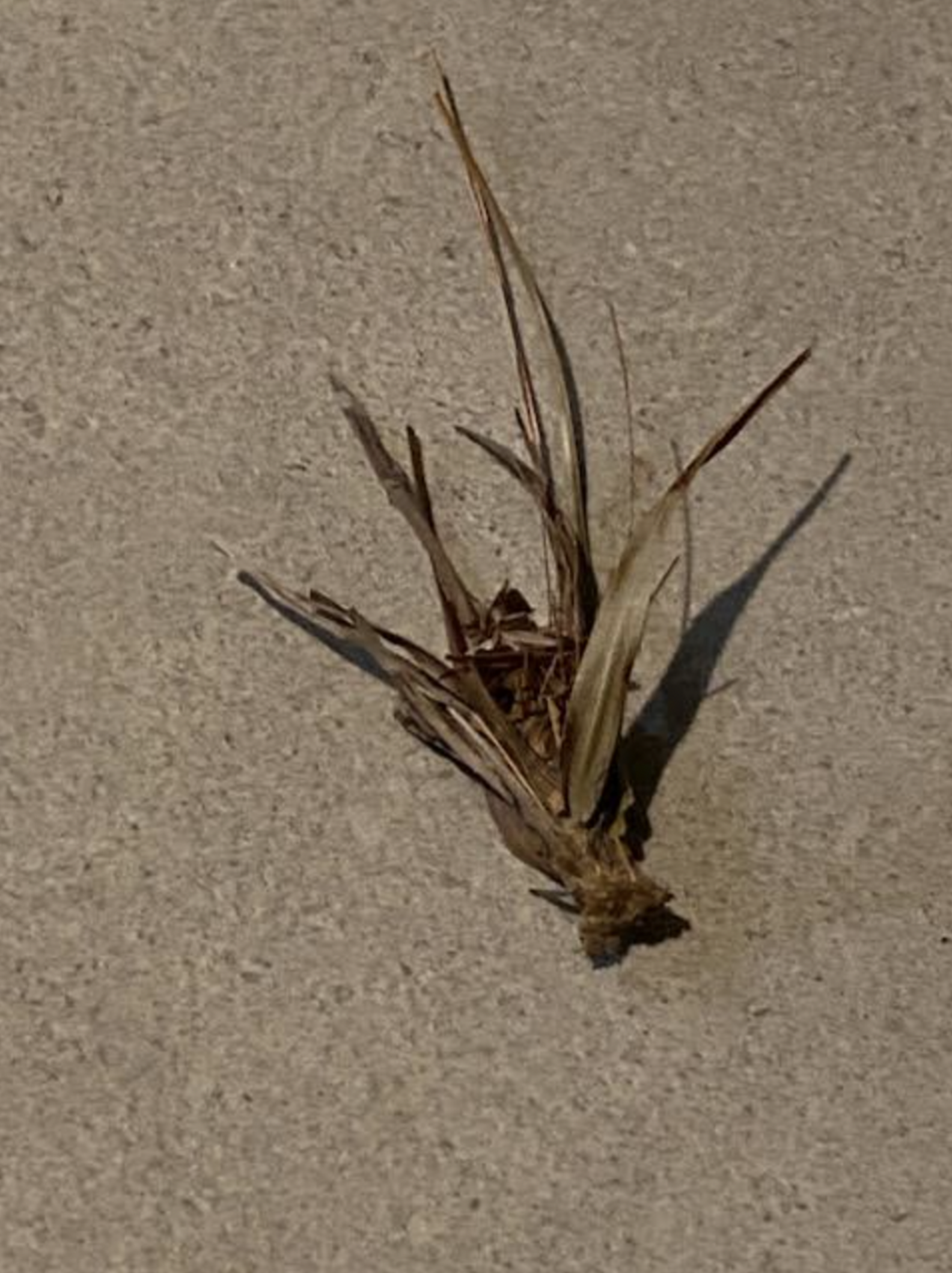 Guy Notices A Strange Object On His Wall — Then Realizes It's Alive ...
