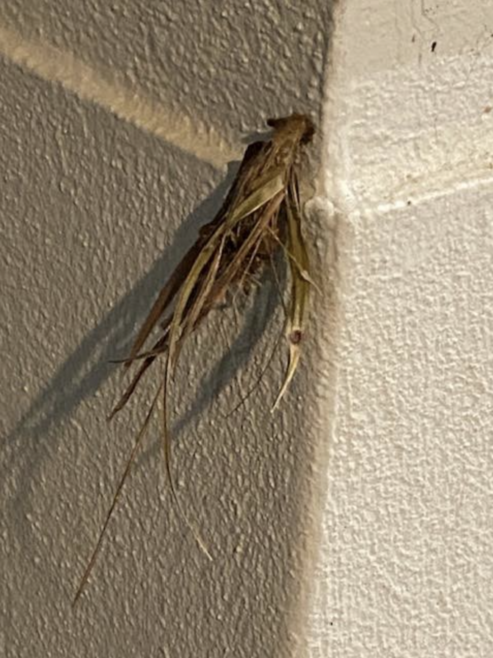 Guy Notices A Strange Object On His Wall — Then Realizes It's Alive ...