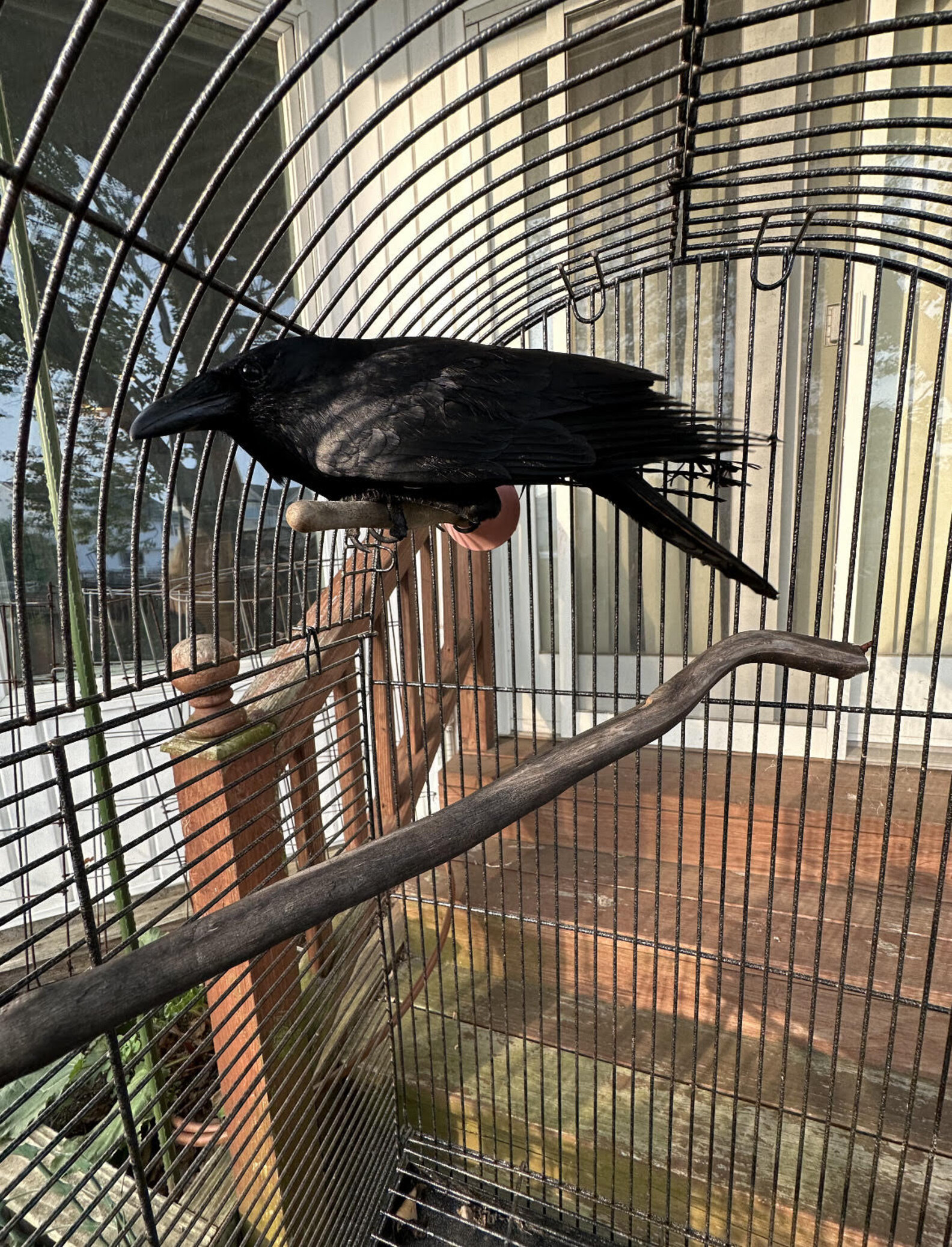 Woman Notices Crows 'Stalking' Her — Then Realizes They Have A Message ...