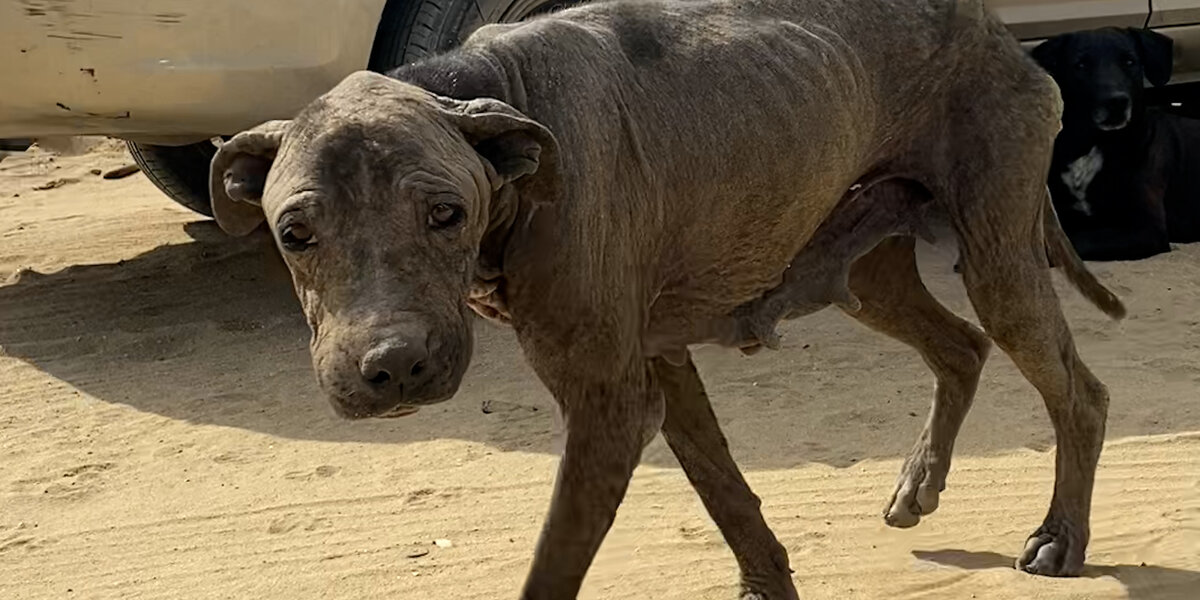 Couple Saves 'Gargoyle' Dog After 8 Years On The Streets - Videos - The ...