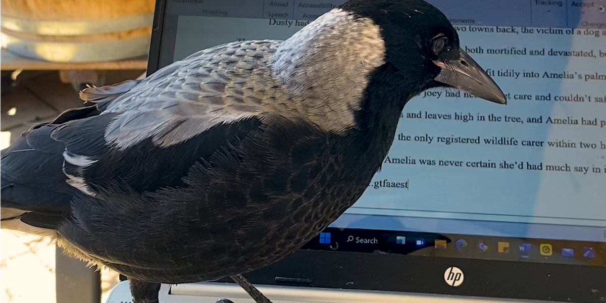Wild Magpie Flies Into This Woman's House Every Day For A Visit ...