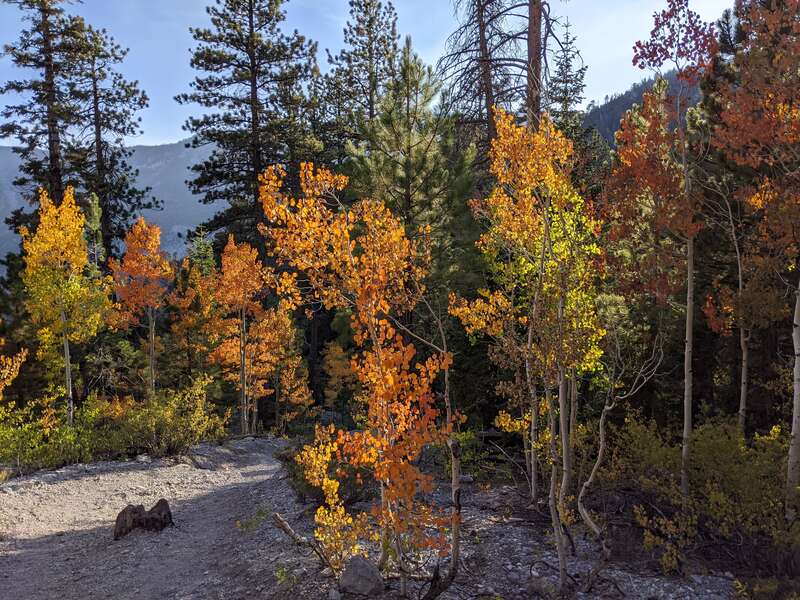 Best Places for Fall Foliage and Leaf Peeping near Las Vegas Nevada ...