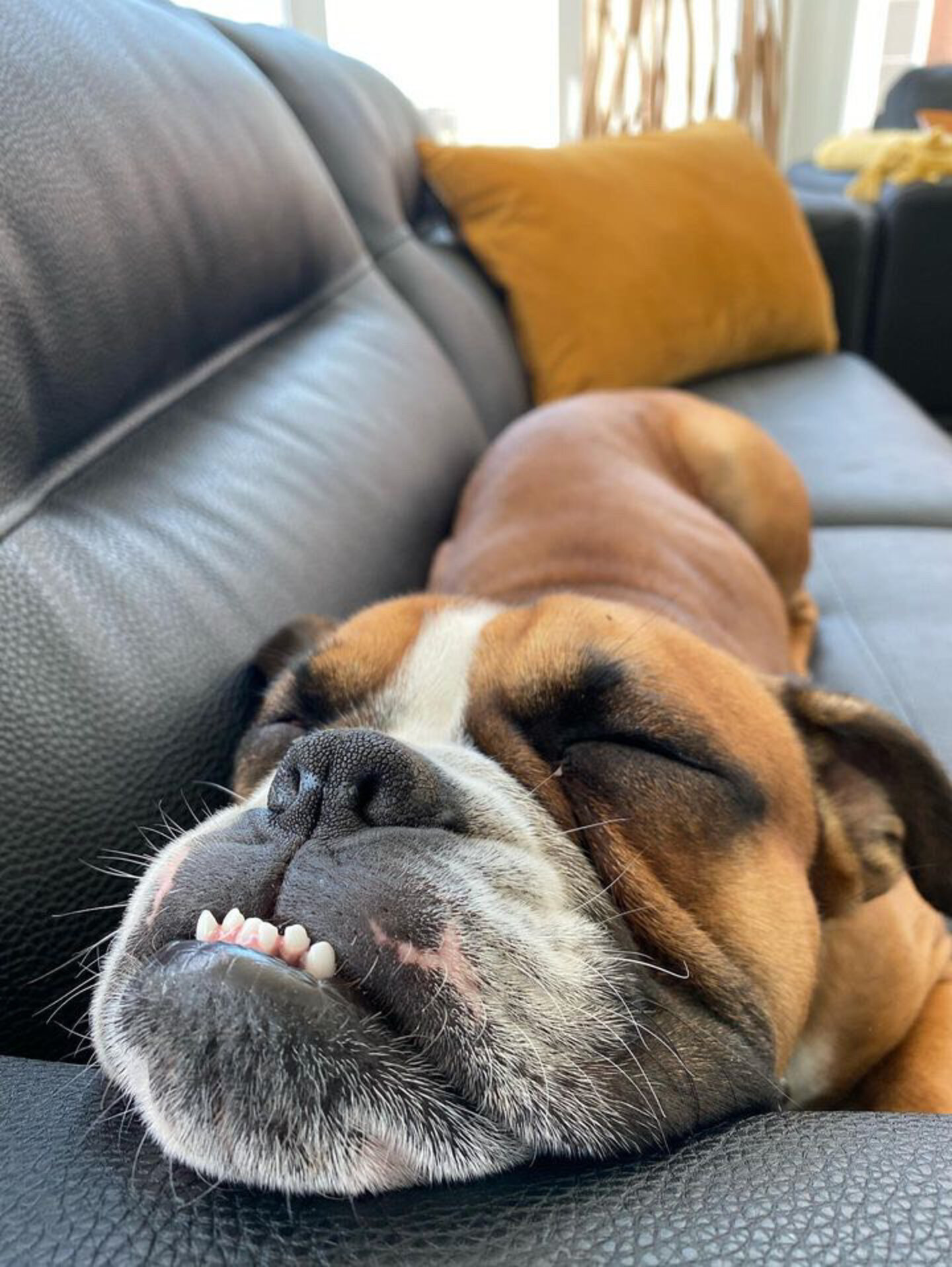 Strange-Looking Tattoo Is Actually The Sweetest Tribute Ever - The Dodo