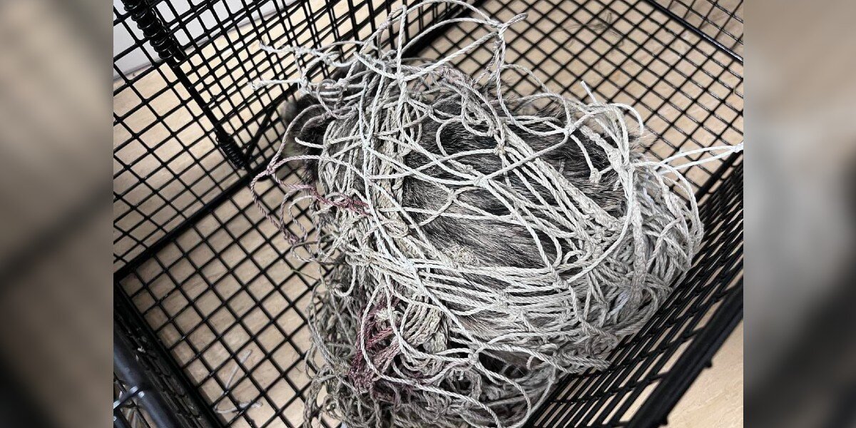 Rescuers Cut Through Tangled Soccer Net And Uncover The Cutest Face ...