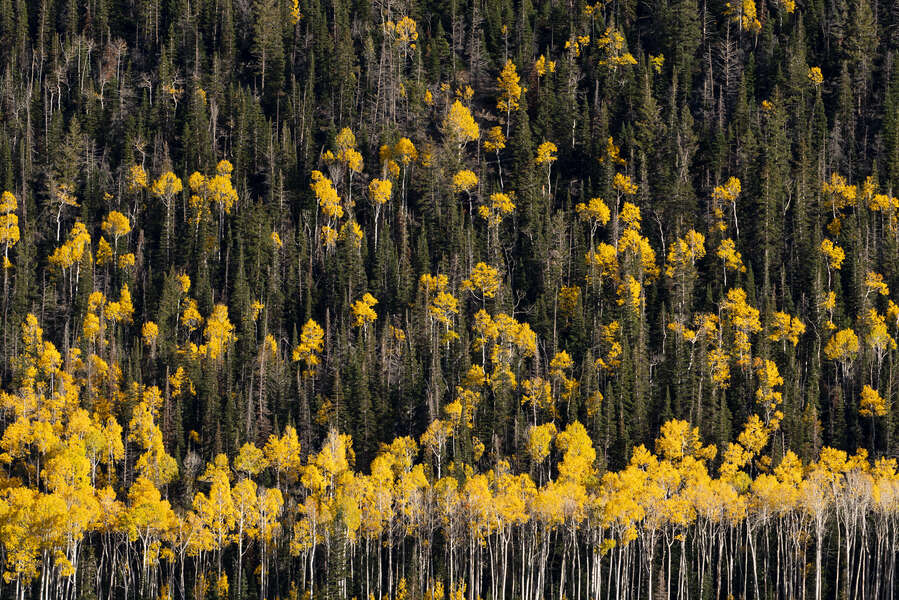 Visit Pando Aspen Clone: Utah’s Best Fall Foliage in Fishlake National ...