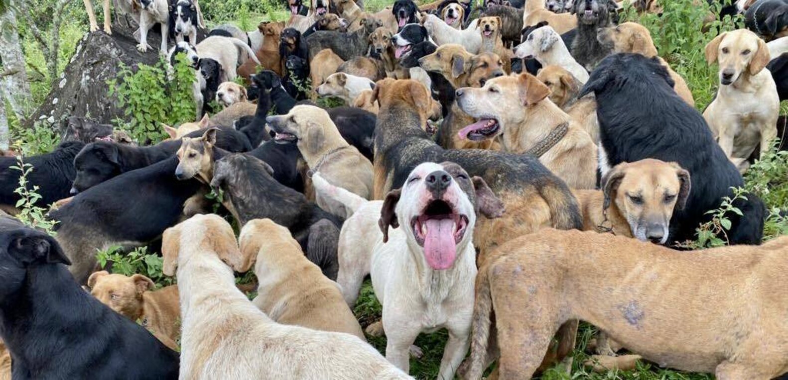 Dog Rescue In Mountains Lets Visitors Hike Around With Hundreds Of Dogs ...