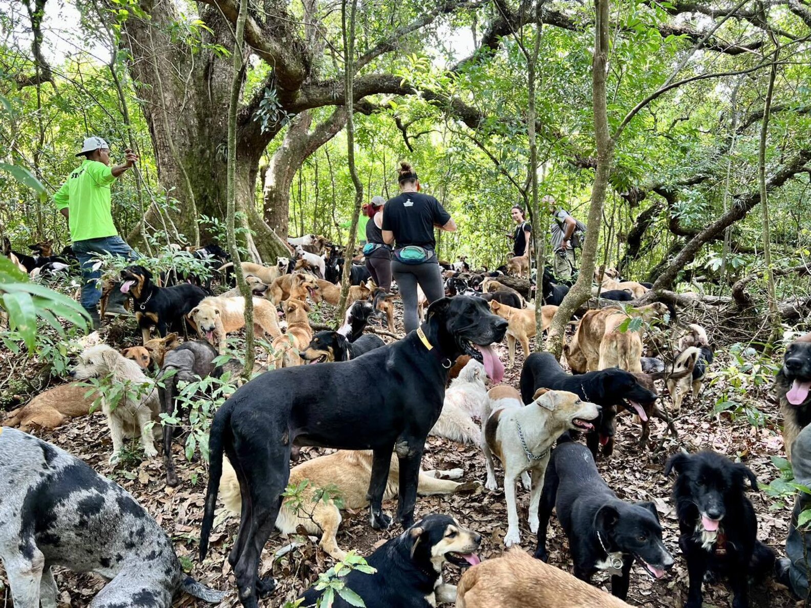 Dog Rescue In Mountains Lets Visitors Hike Around With Hundreds Of Dogs ...