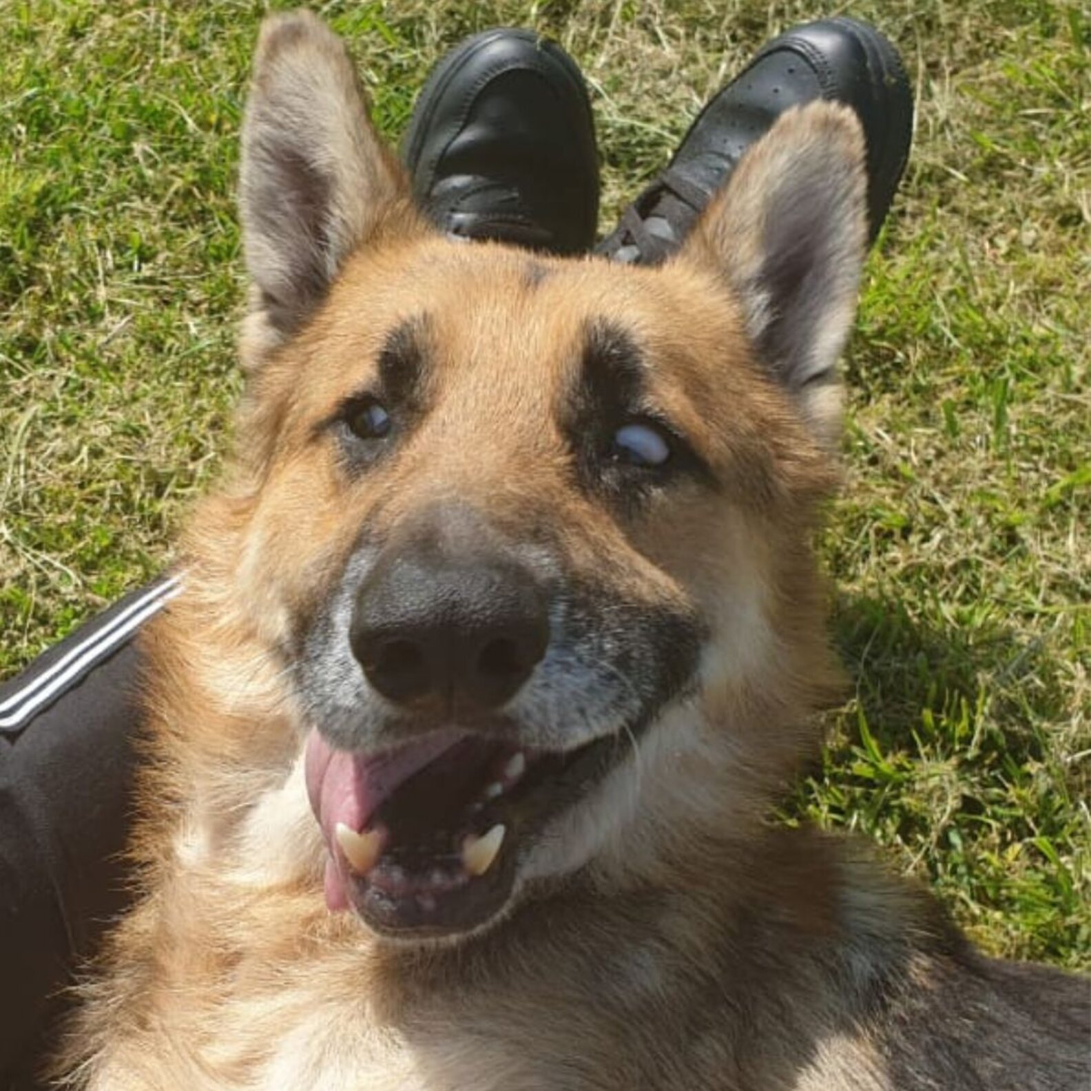 Dog Buried Alive In Sand Makes A Stunning Transformation - The Dodo