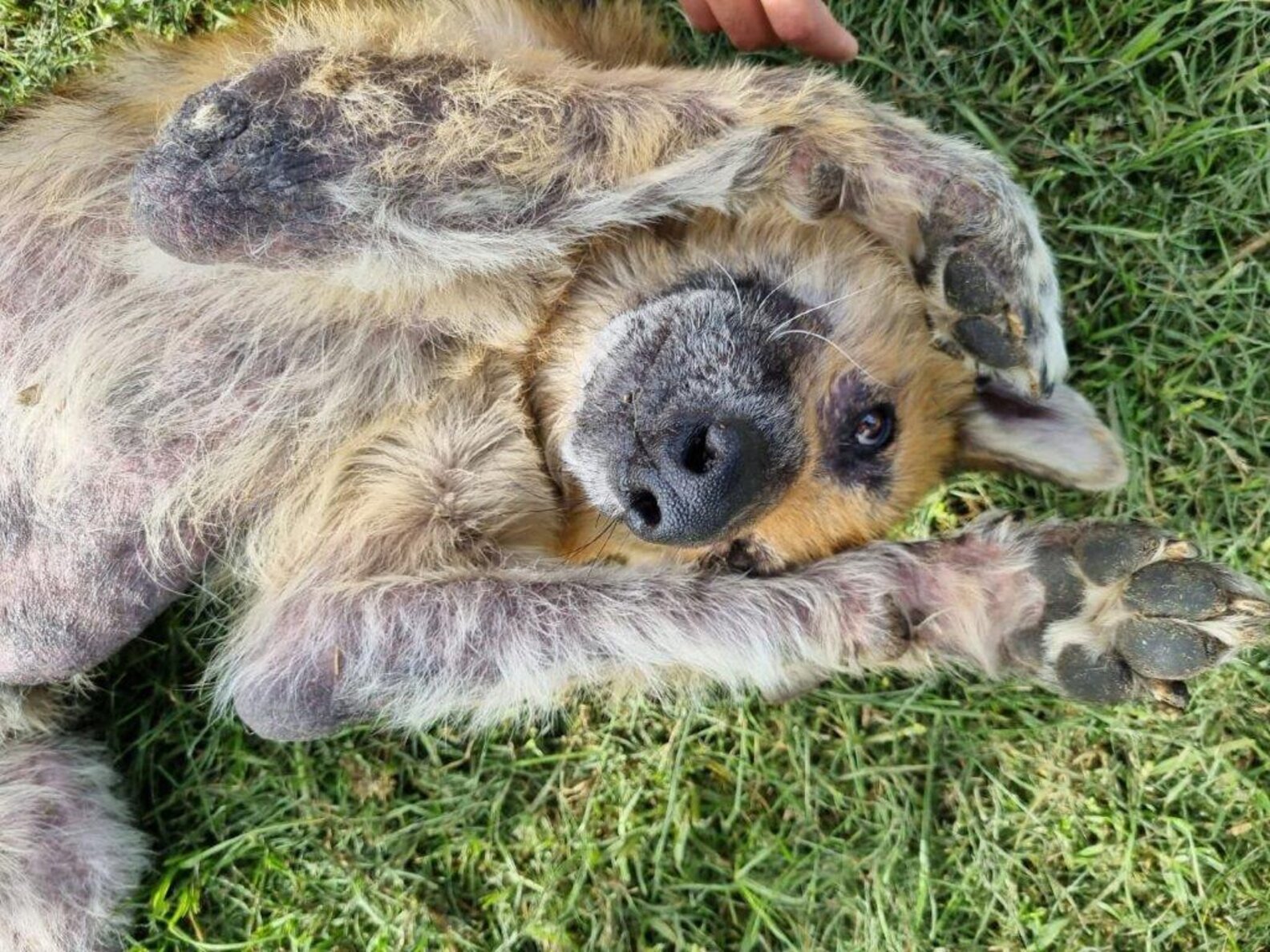 Dog Buried Alive In Sand Makes A Stunning Transformation - The Dodo