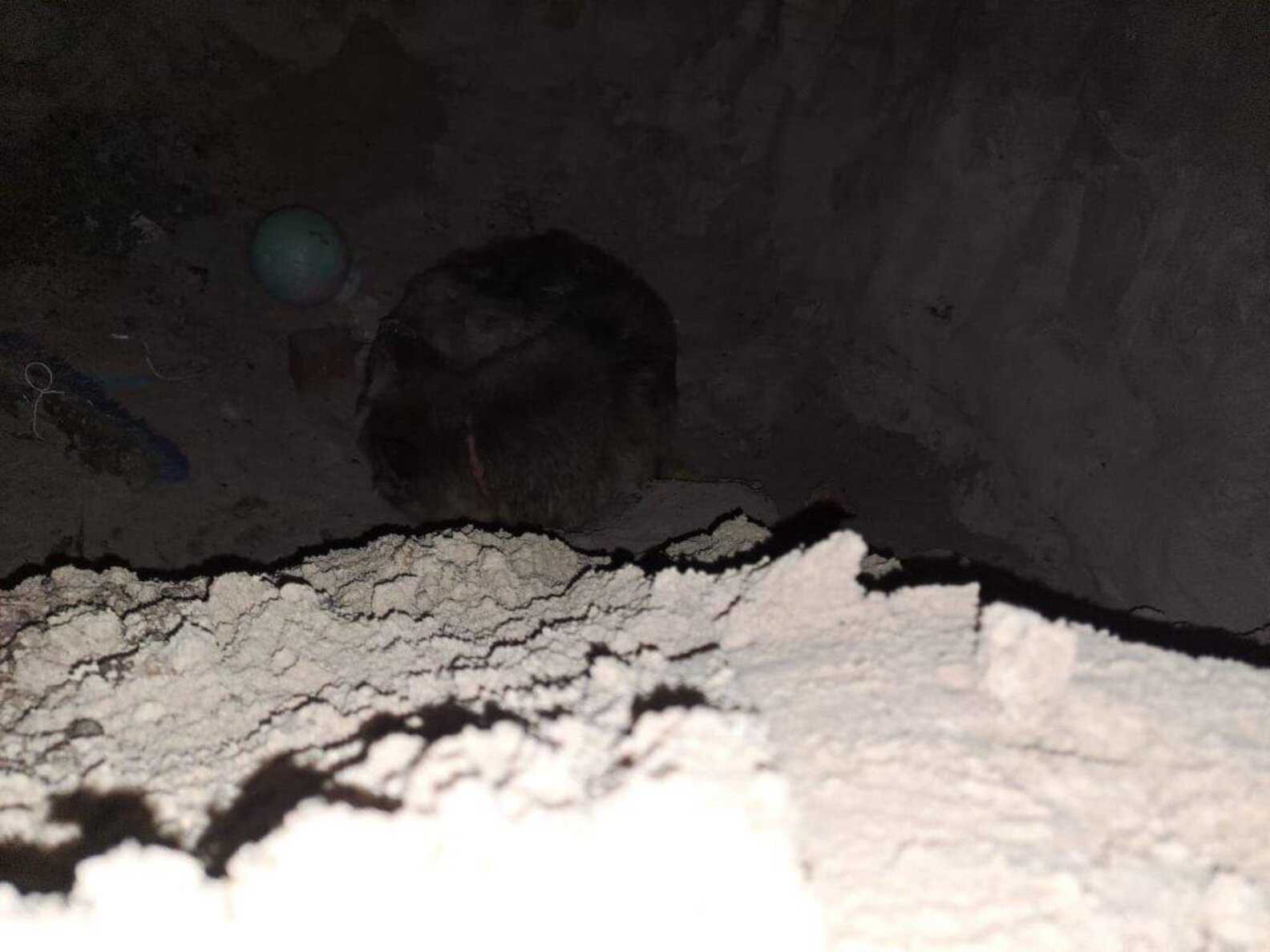 Dog Buried Alive In Sand Makes A Stunning Transformation - The Dodo