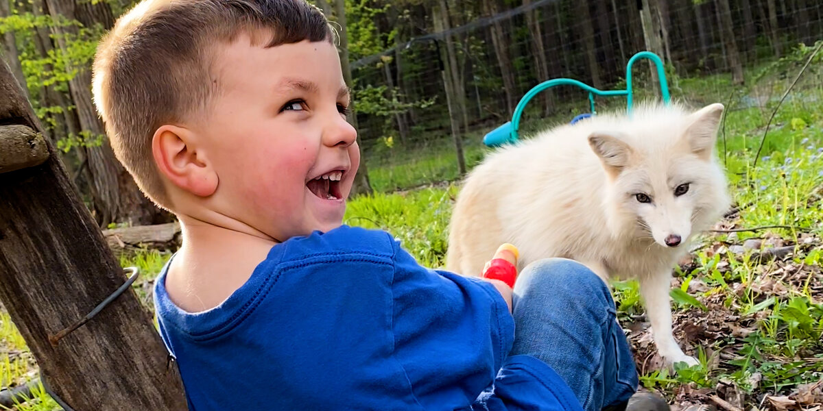 Mom Helps Son Befriend Rescue Fox - Videos - The Dodo