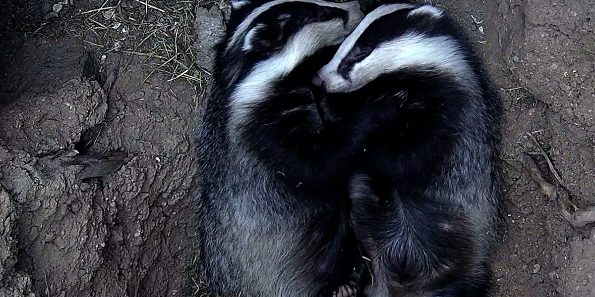 Man Builds Den For Orphan Badgers - Videos - The Dodo
