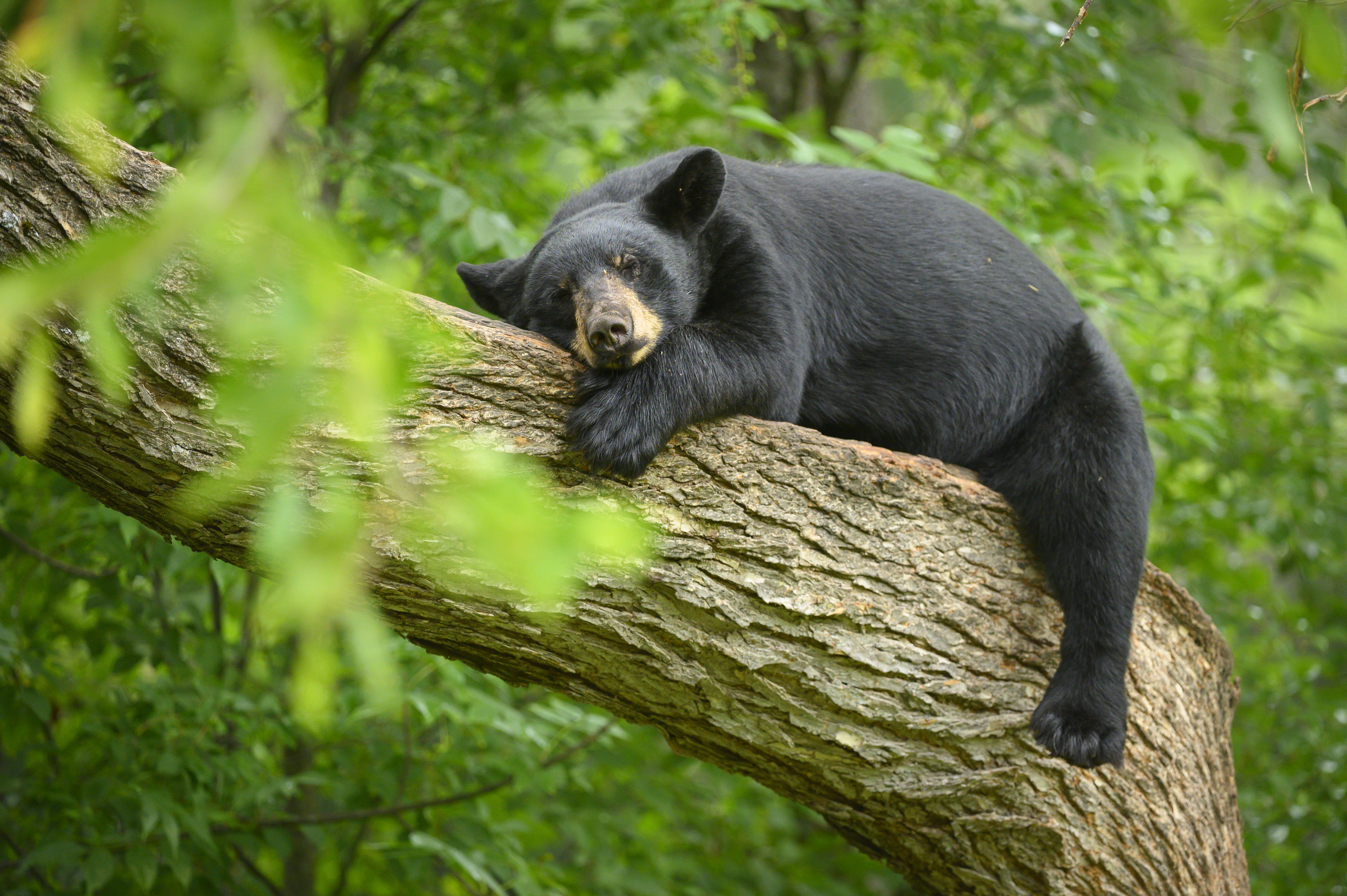 Black Bear Sleeping