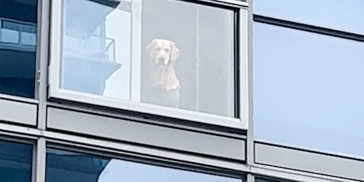 Dogs Keep Stalking This Doggy Playdate From Their Balconies - Videos ...