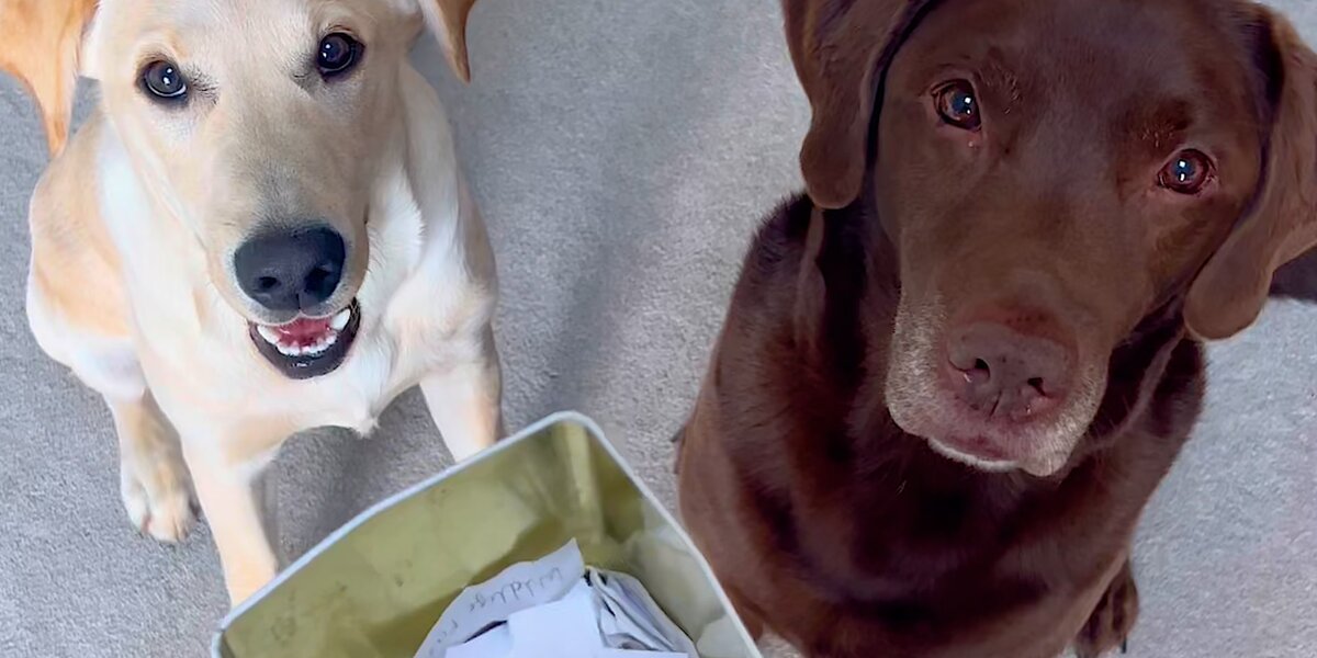 Chocolate Lab Is Obsessed With His Activity Jar - Videos - The Dodo