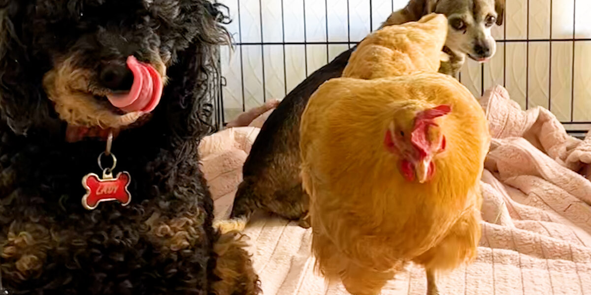 Chicken Sneaks Into House To Lay Eggs In The Cutest Place - Videos ...