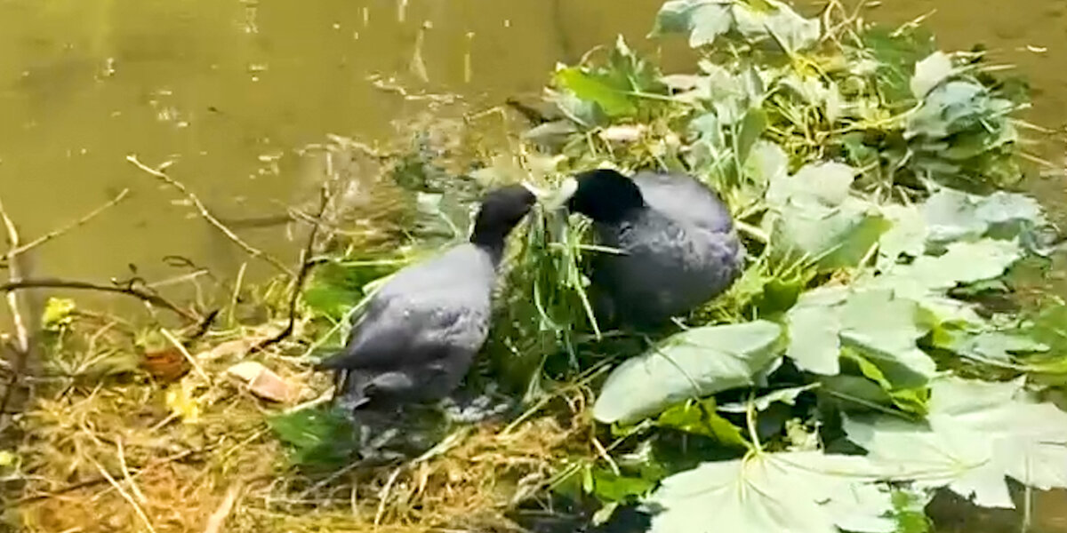 Guy Becomes Very Invested In Duck Couple's Romance - Videos - The Dodo