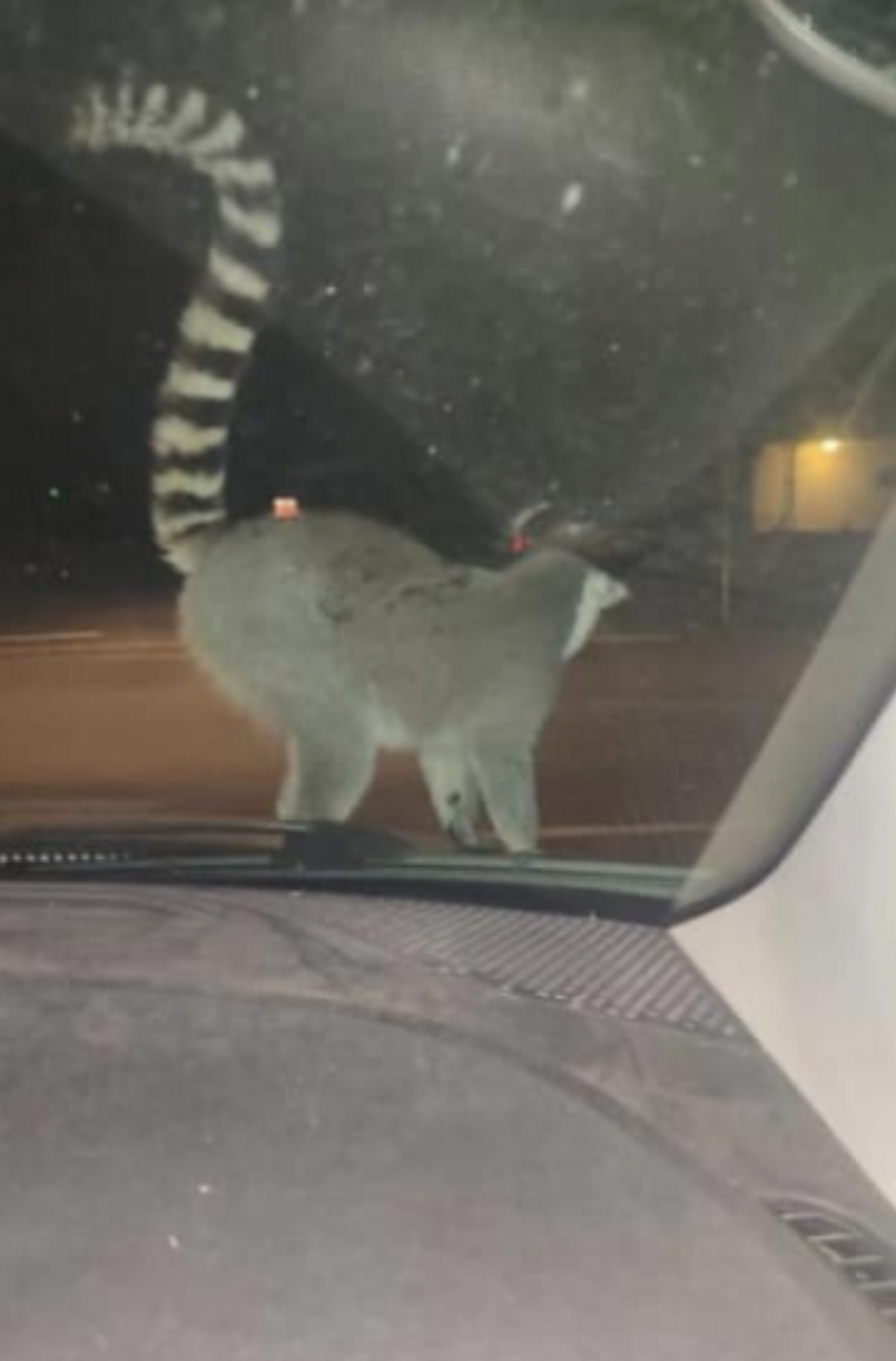 Woman Driving Home Is Shocked When Unlikely Animal Jumps On Her Car ...