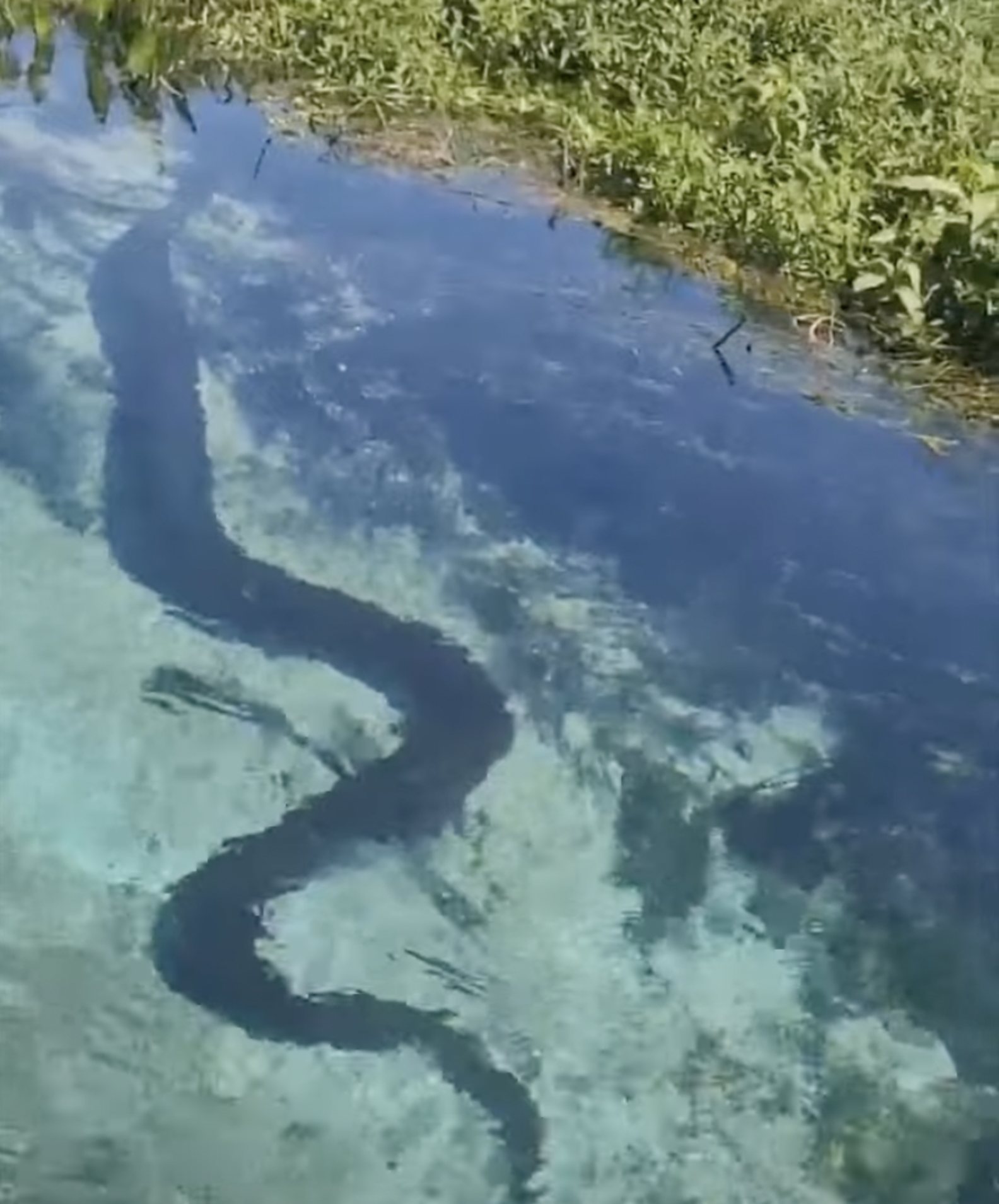 River Boat Crew Spots Someone Massive Lurking Just Below The Surface ...