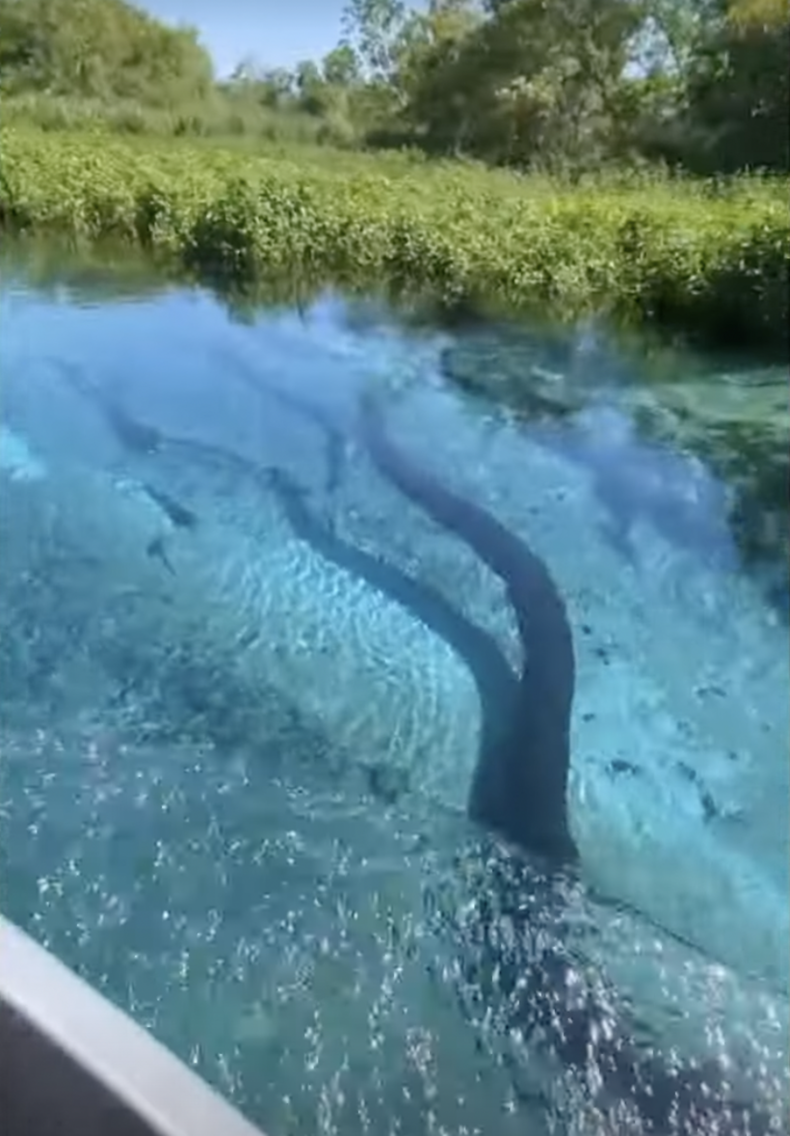 River Boat Crew Spots Someone Massive Lurking Just Below The Surface ...