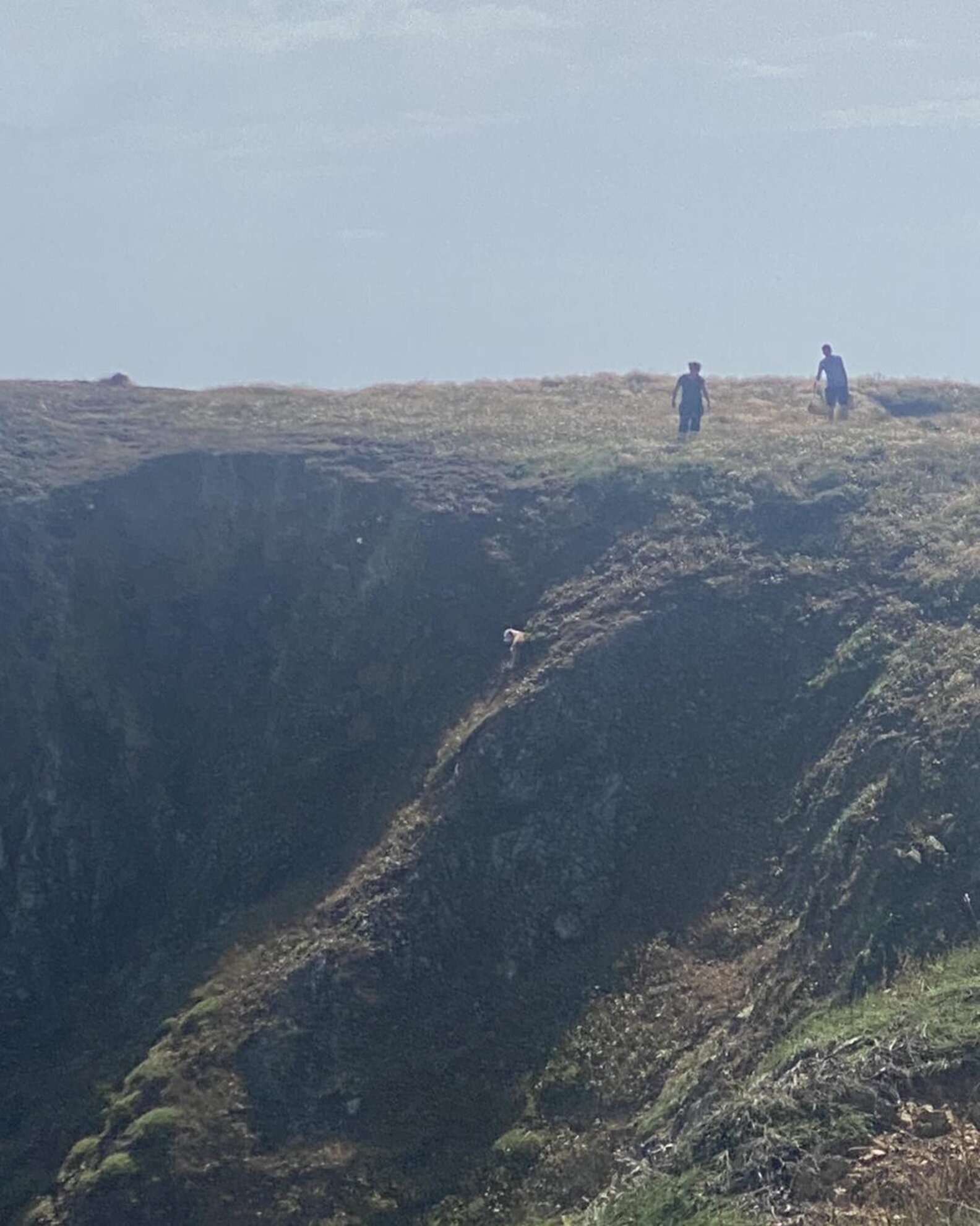 Firefighters Drop Everything To Save Terrified Animal Stuck On The Edge ...