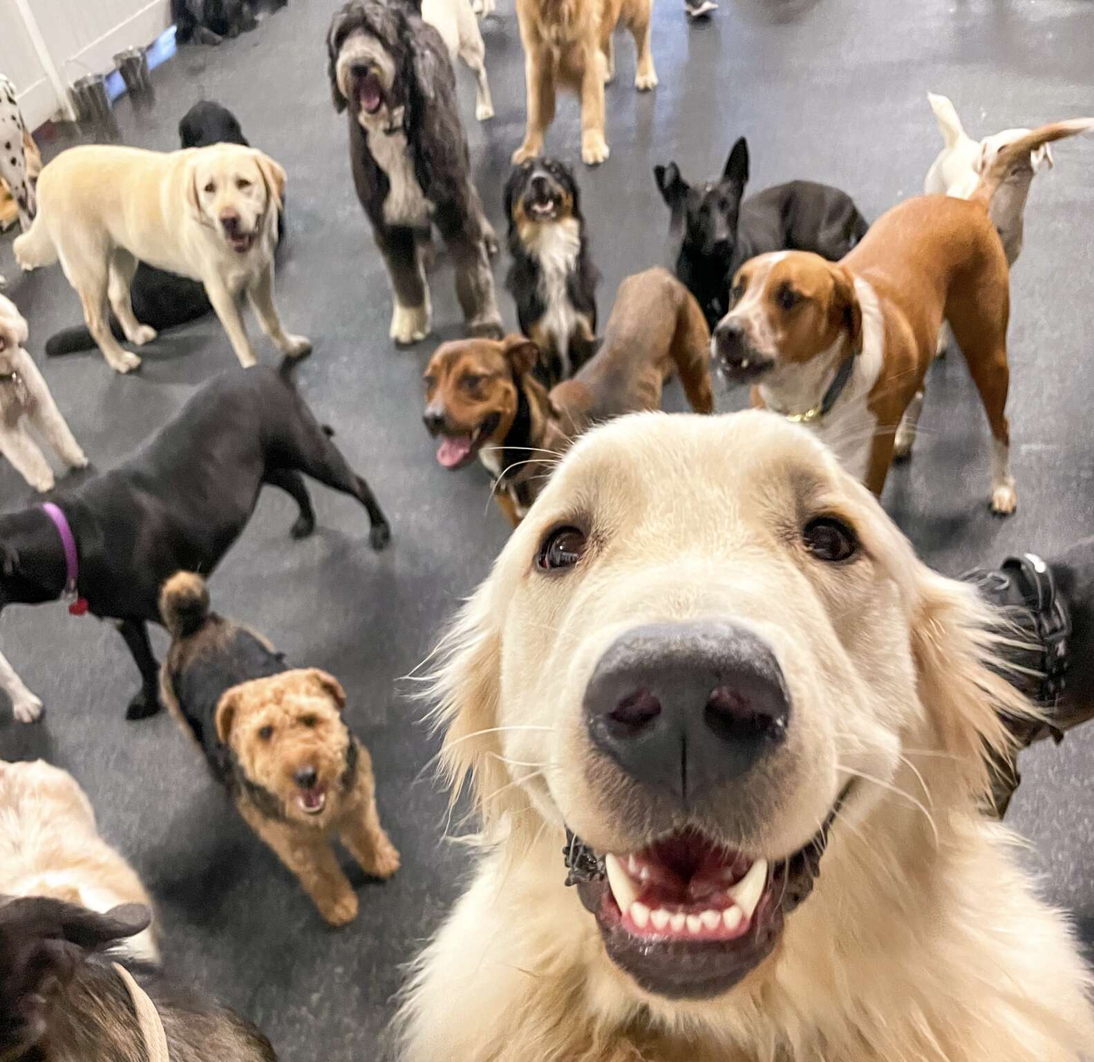 Day Care Takes Photos Of Dogs Before After Being Called Good Dogs - The ...
