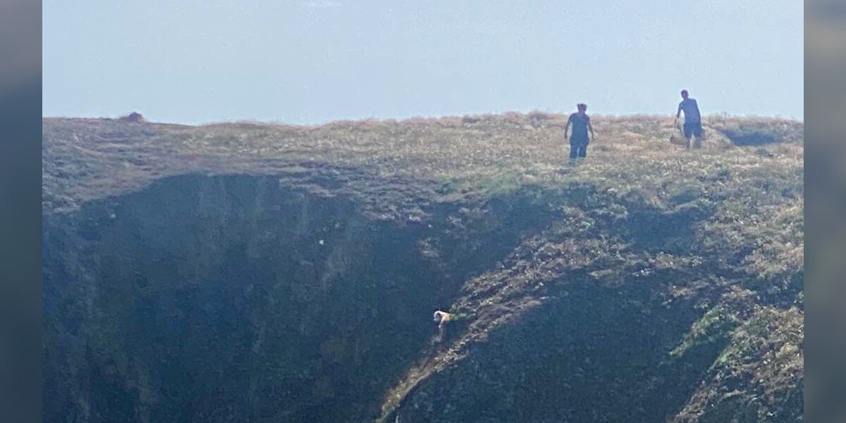 Firefighters Drop Everything To Save Terrified Animal Stuck On The Edge ...