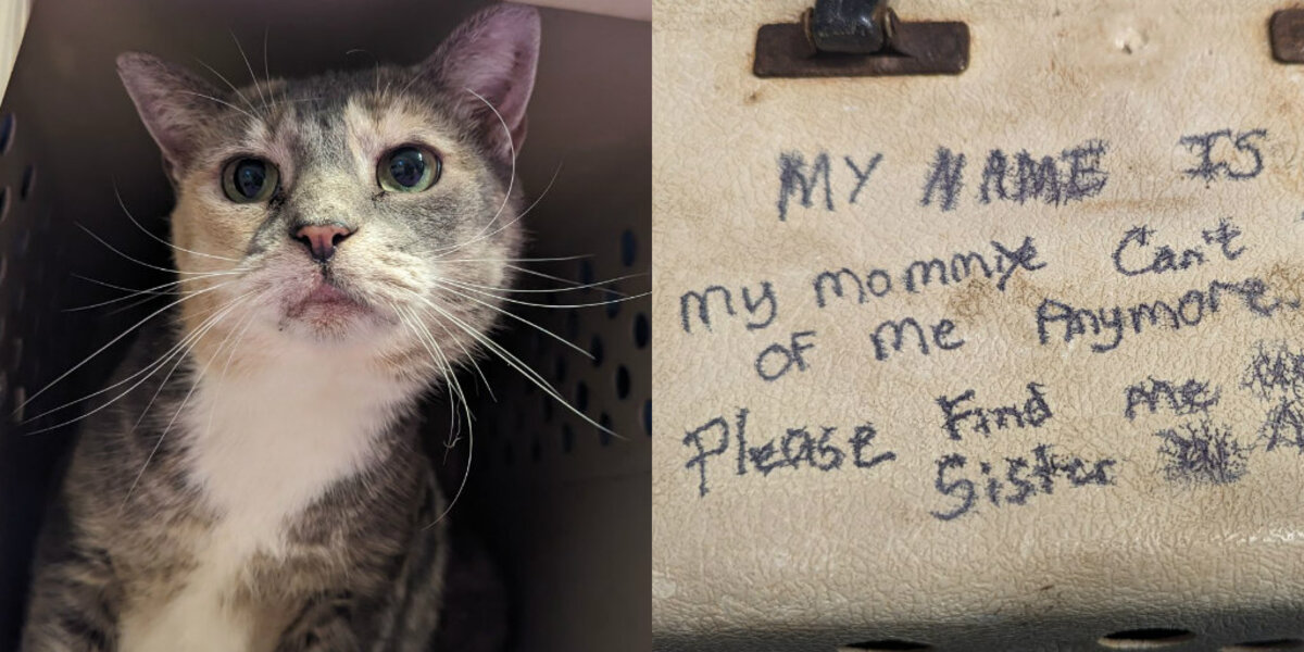 Shelter Employees Arrive To Find Cats Left With Heartbreaking Note ...