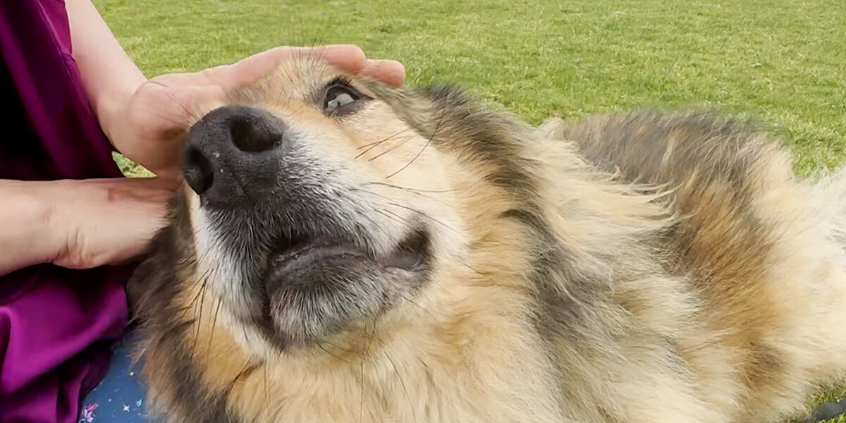 If Rescue Dogs Could Talk - Videos - The Dodo