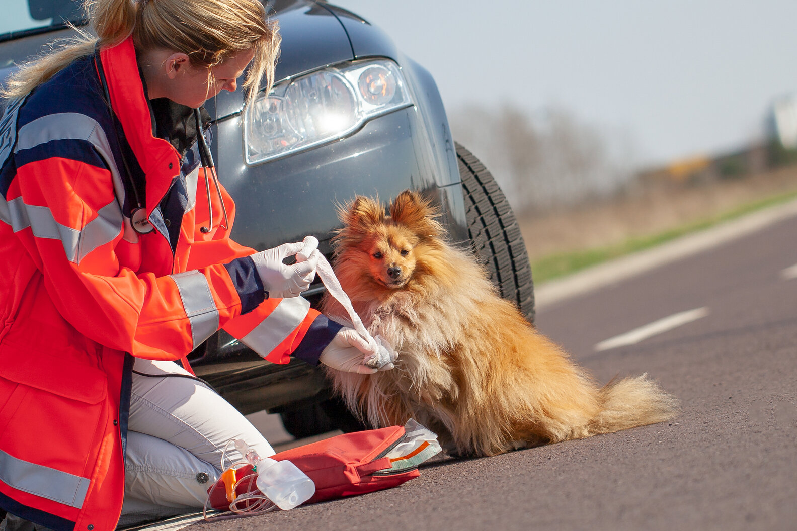 What To Keep In Your Dog’s First Aid Kit, According To An Emergency Vet ...