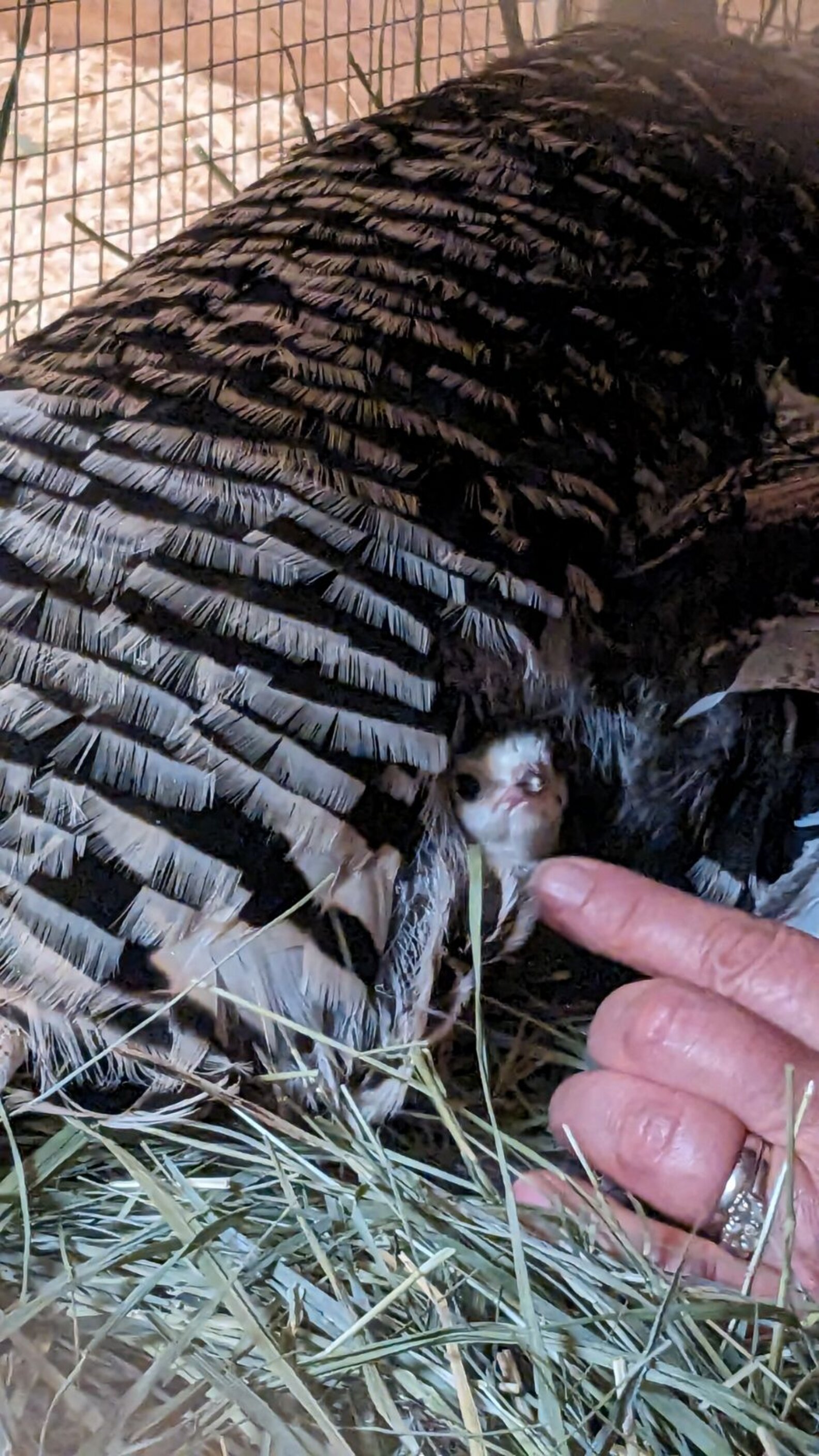 Rescuers Look Underneath Turkey To Find Huge Surprise She's Been Hiding ...