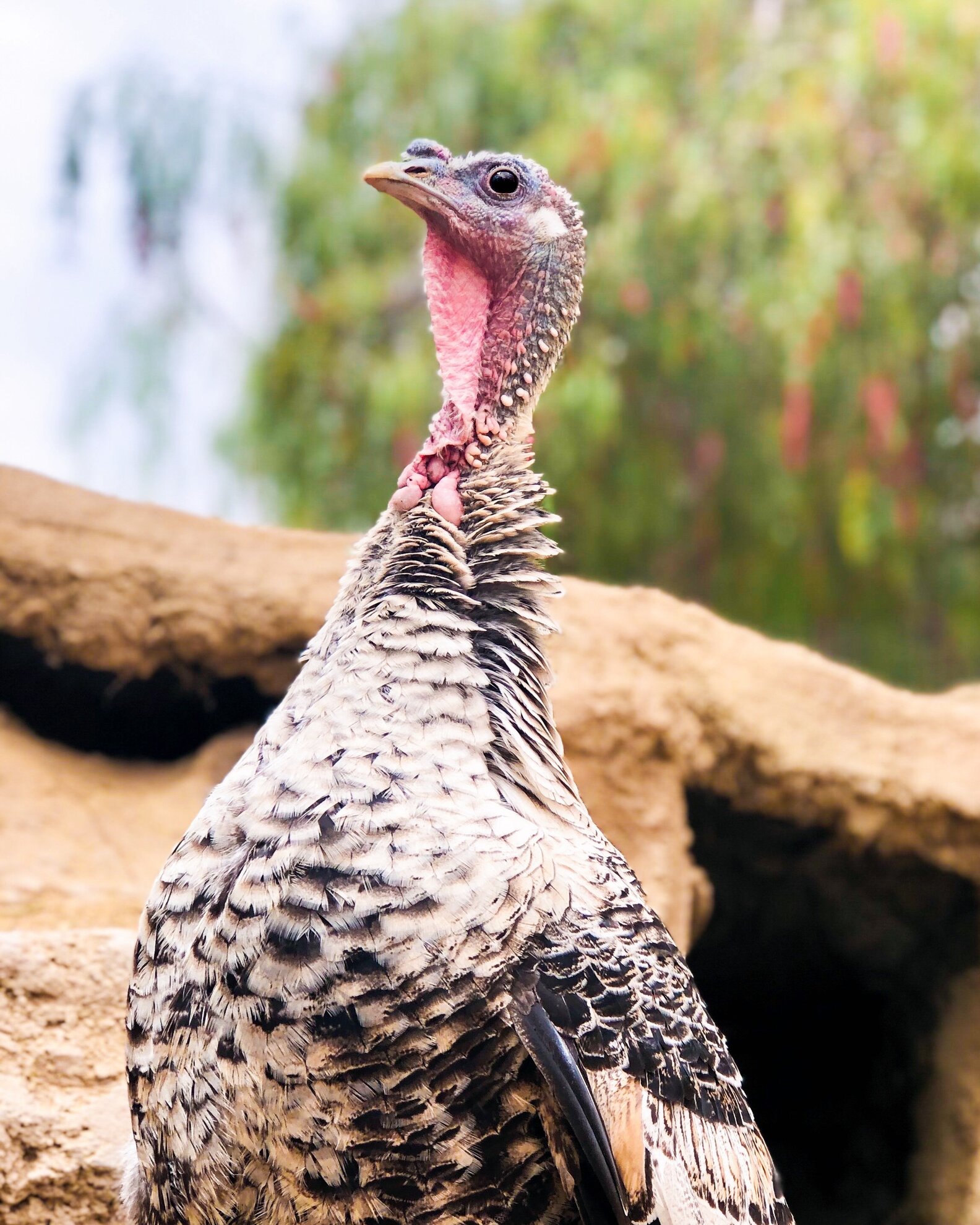 Rescuers Look Underneath Turkey To Find Huge Surprise She's Been Hiding ...