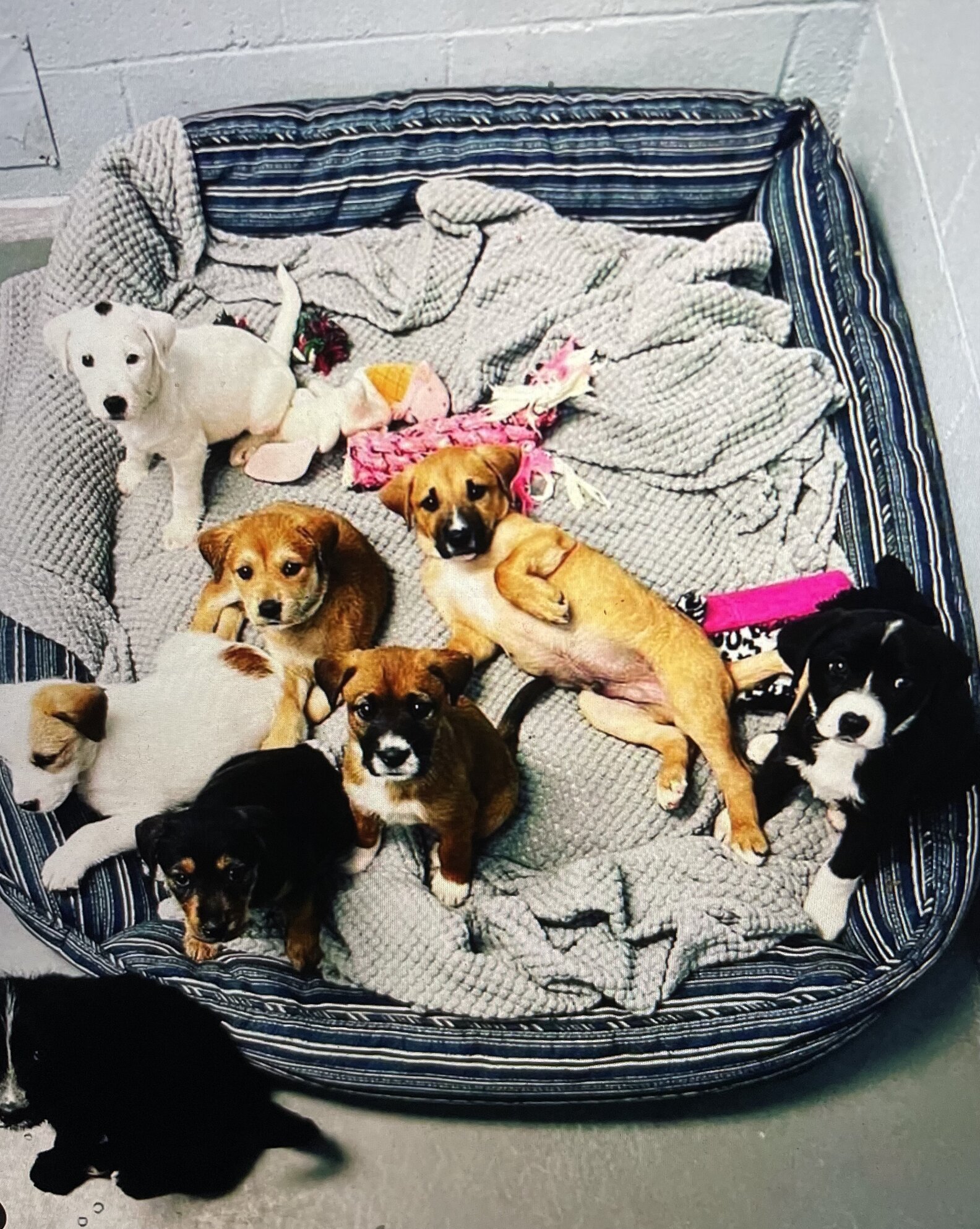 Rescue Dog And Her Puppies Have The Sweetest Reunion Over A Year Later ...