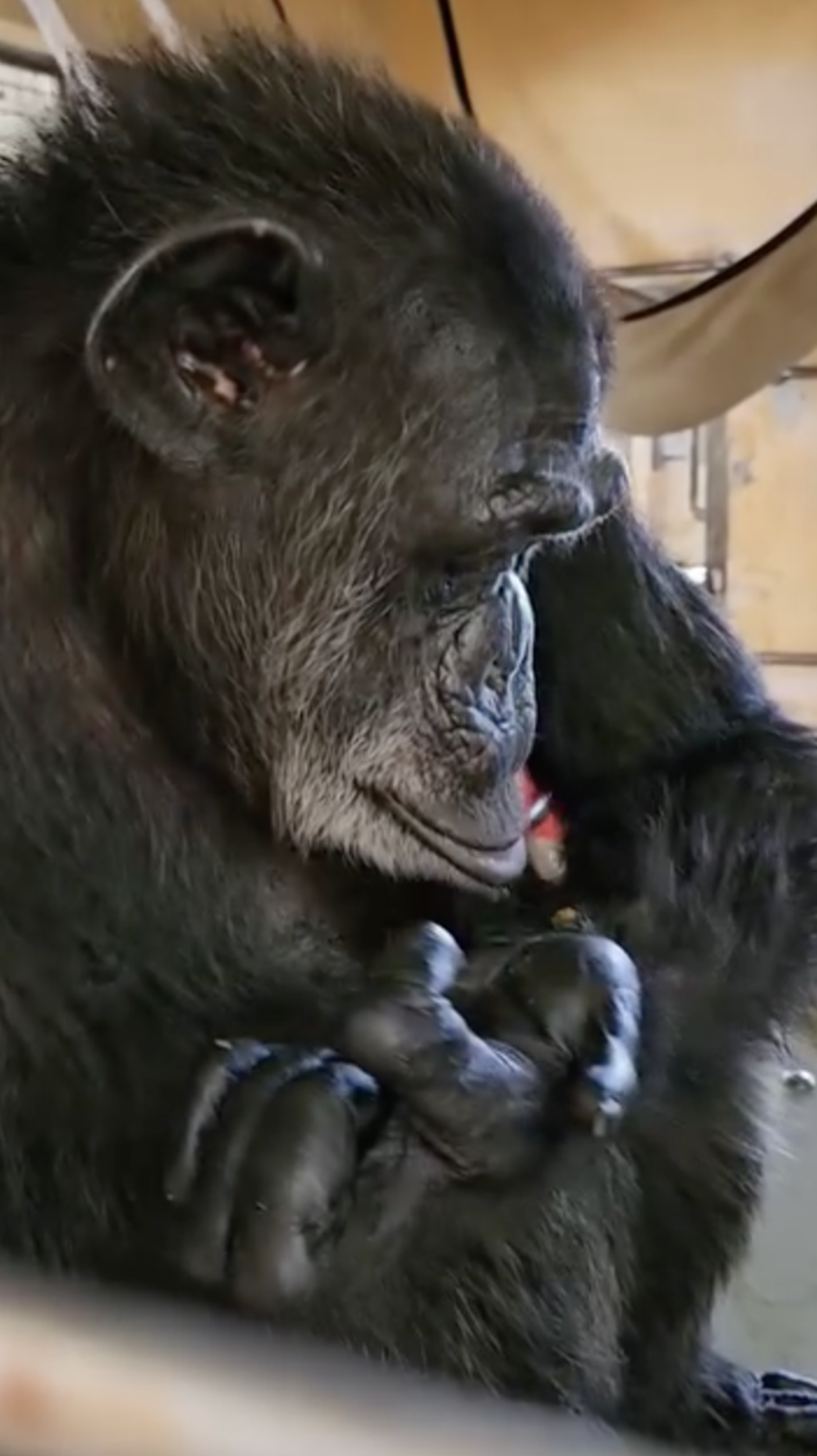 Rescuers Notice Chimp Has Something Crawling On Her Head - The Dodo