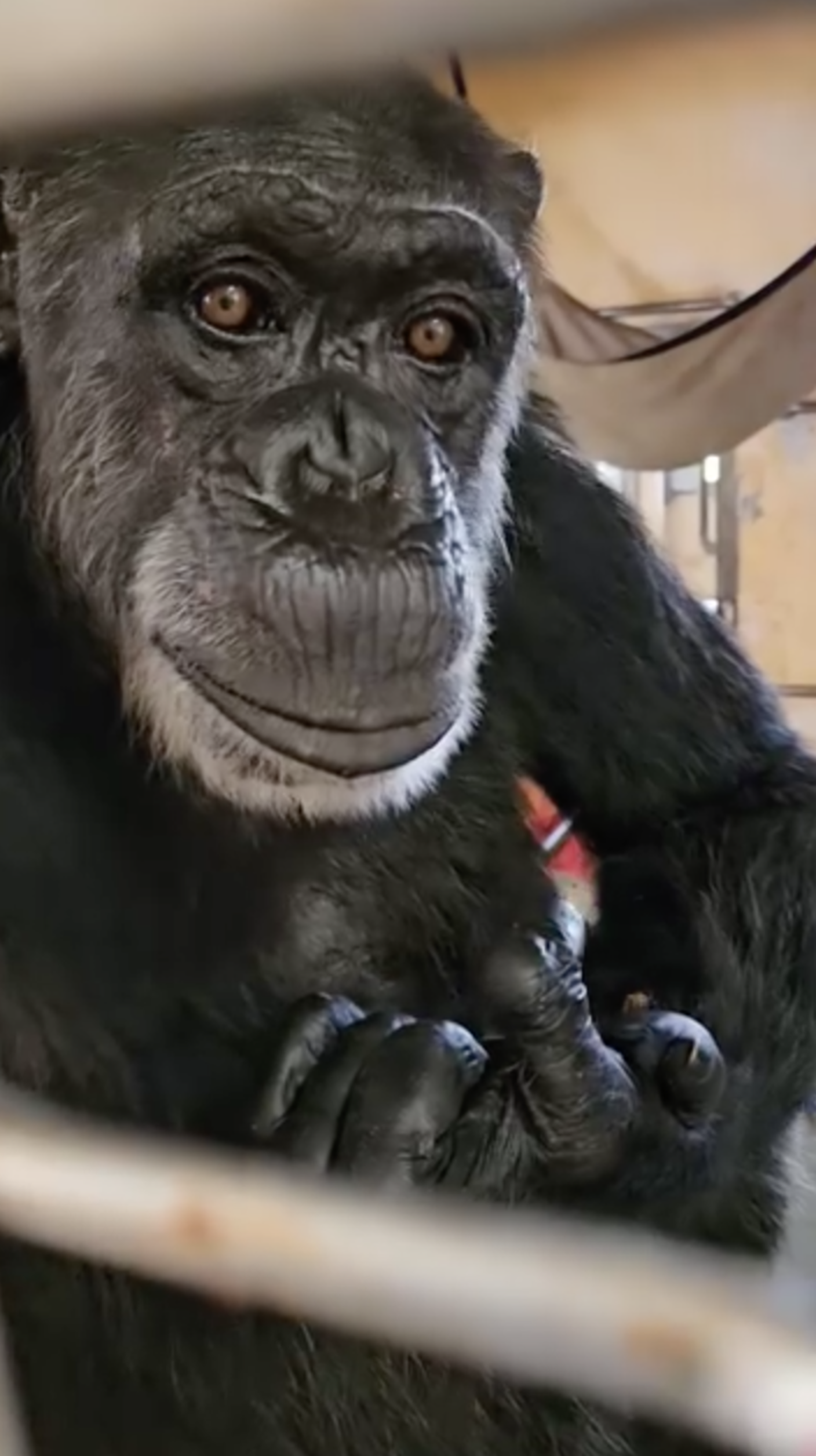 Rescuers Notice Chimp Has Something Crawling On Her Head - The Dodo