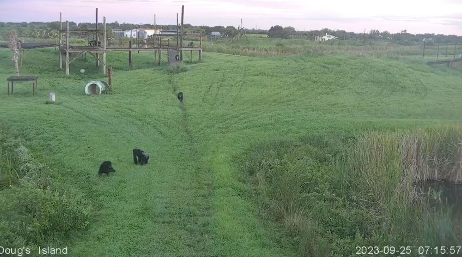 Rescuers Notice Chimp Has Something Crawling On Her Head - The Dodo