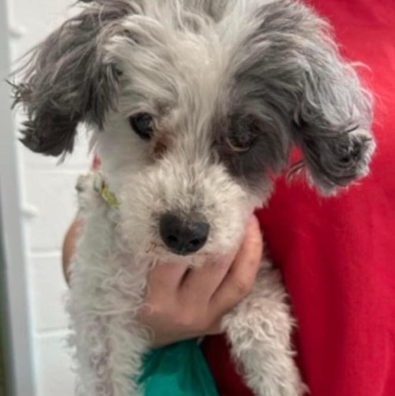 Dog Left At Shelter With All Her Belongings And A Sad Request - The Dodo