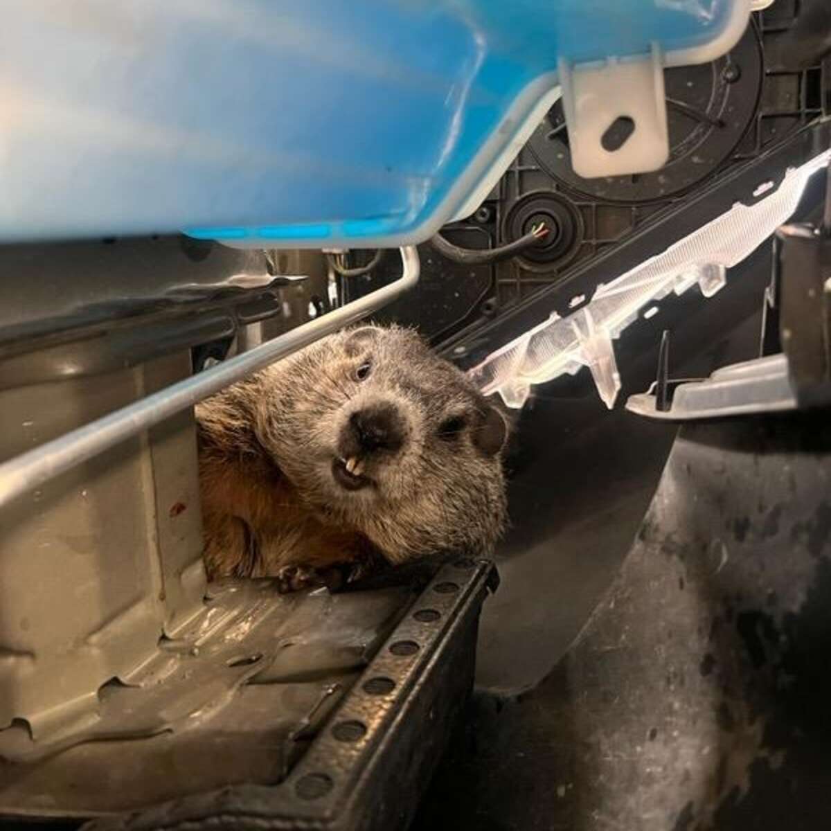 Mechanics Peek Under Car Hood And See An Angry Face Staring Back At ...