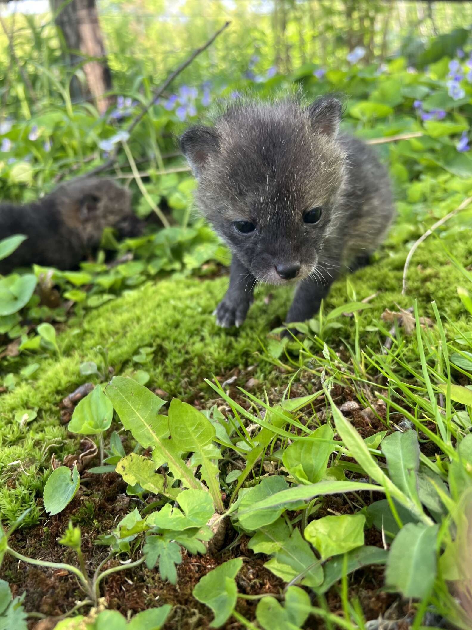 Lonely Fox Kit Misses His Siblings — Then Meets The Perfect Surrogate ...