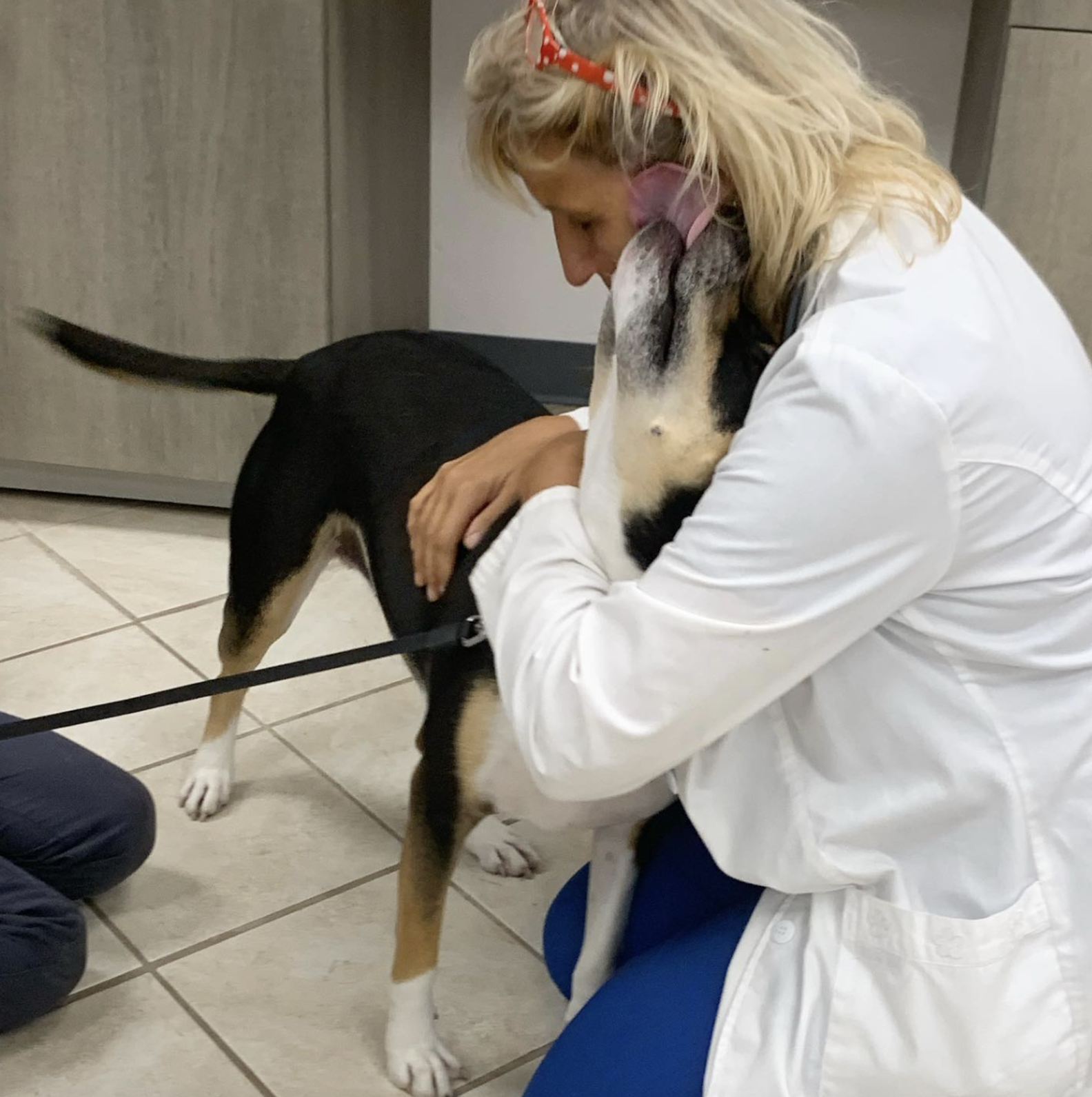 How To Get Your Dog To Actually Enjoy Visiting The Vet, According To ...