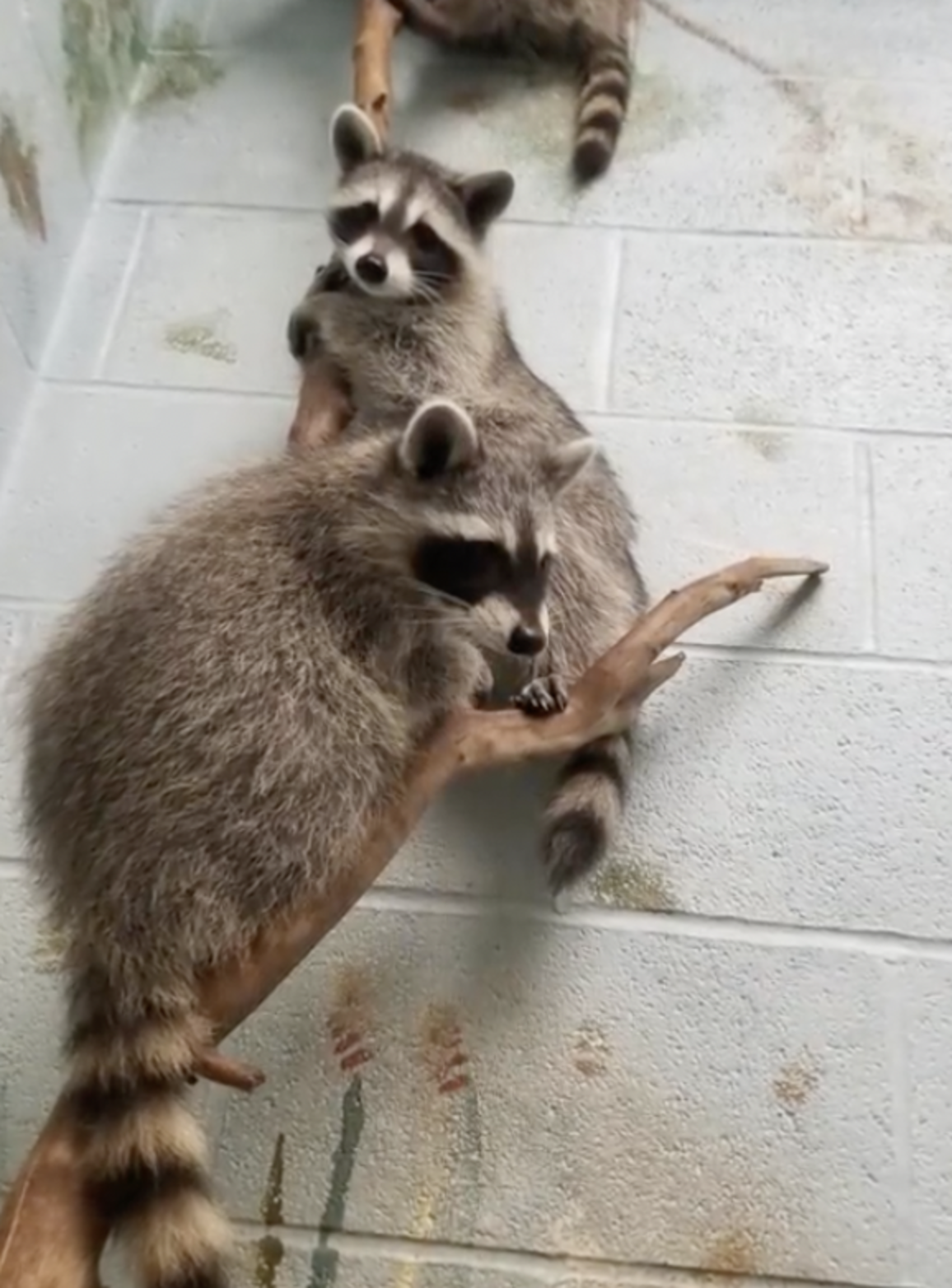 Unlikely Best Friends Refuse To Leave Each Other's Side After Being ...