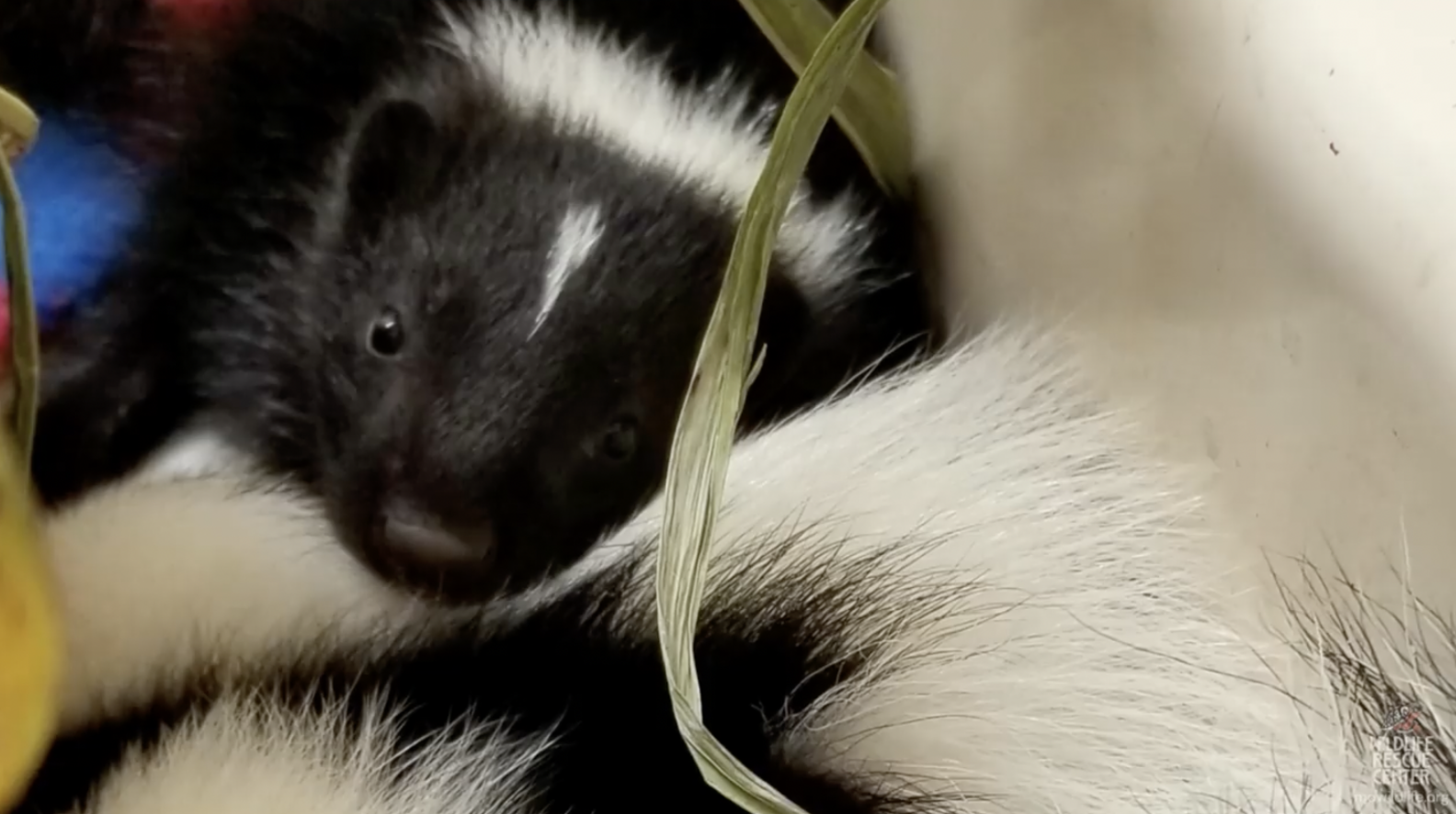 Unlikely Best Friends Refuse To Leave Each Other's Side After Being Orphaned - The Dodo