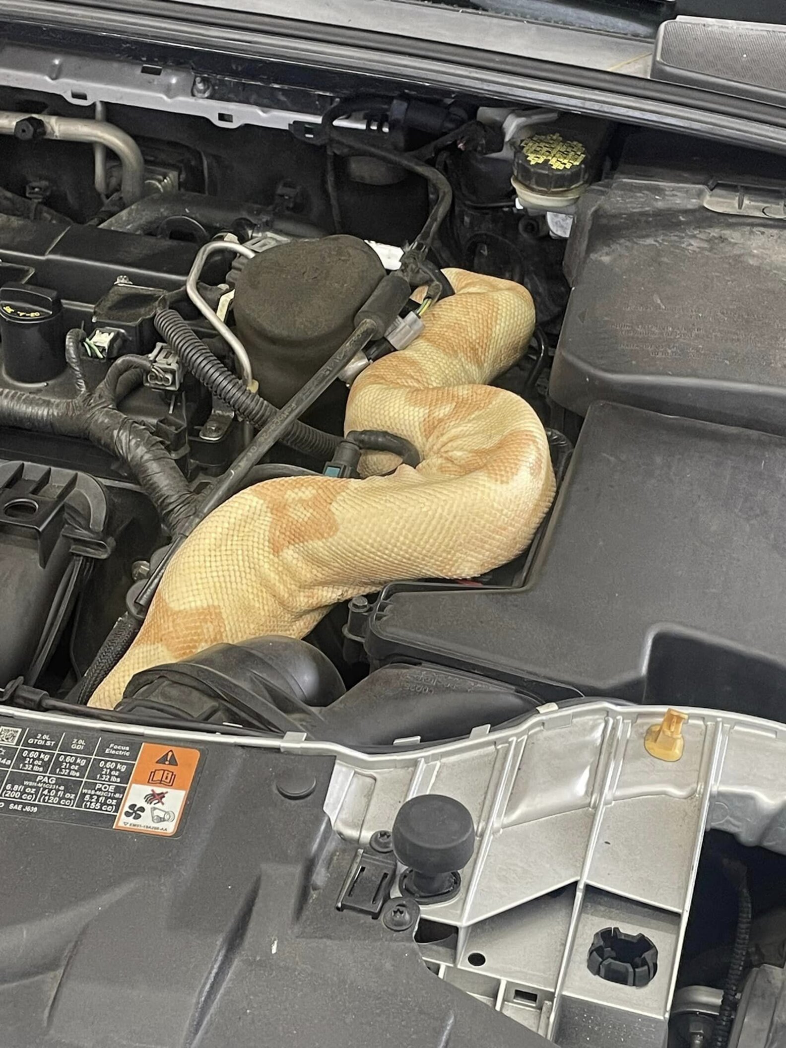 ‘Check Engine’ Light Leads Mechanics To A Jaw-Dropping Discovery - The Dodo